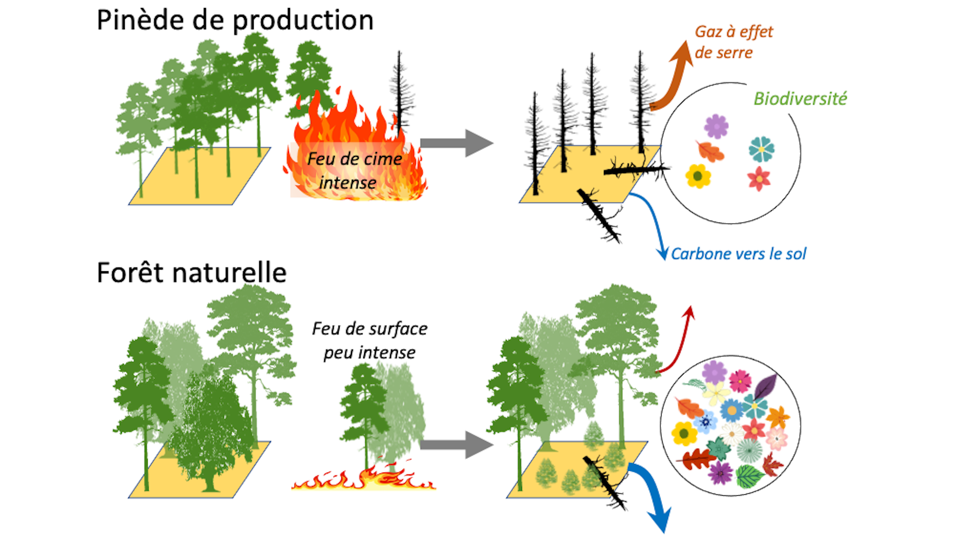 Les « forêts » de pins maritimes d’Aquitaine, des nids à incendie