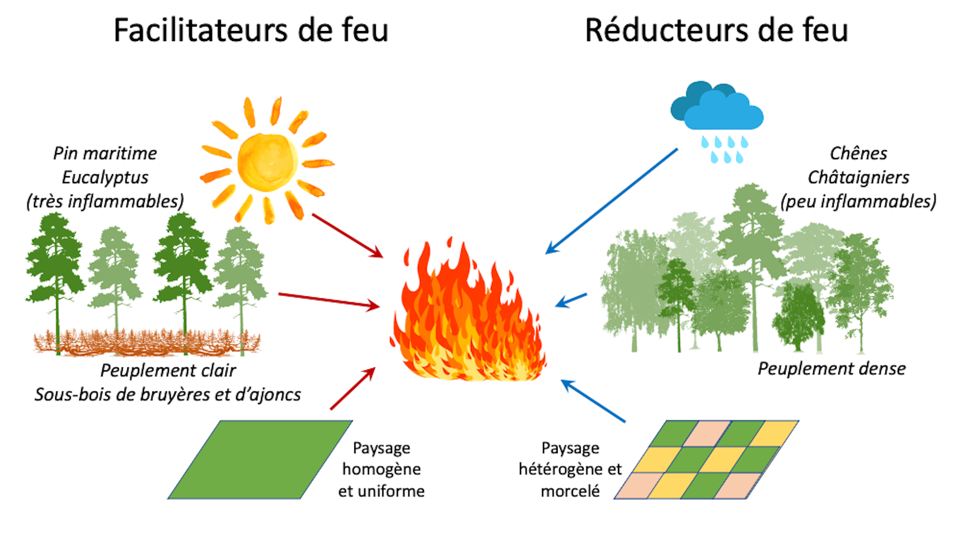 Les « forêts » de pins maritimes d’Aquitaine, des nids à incendie
