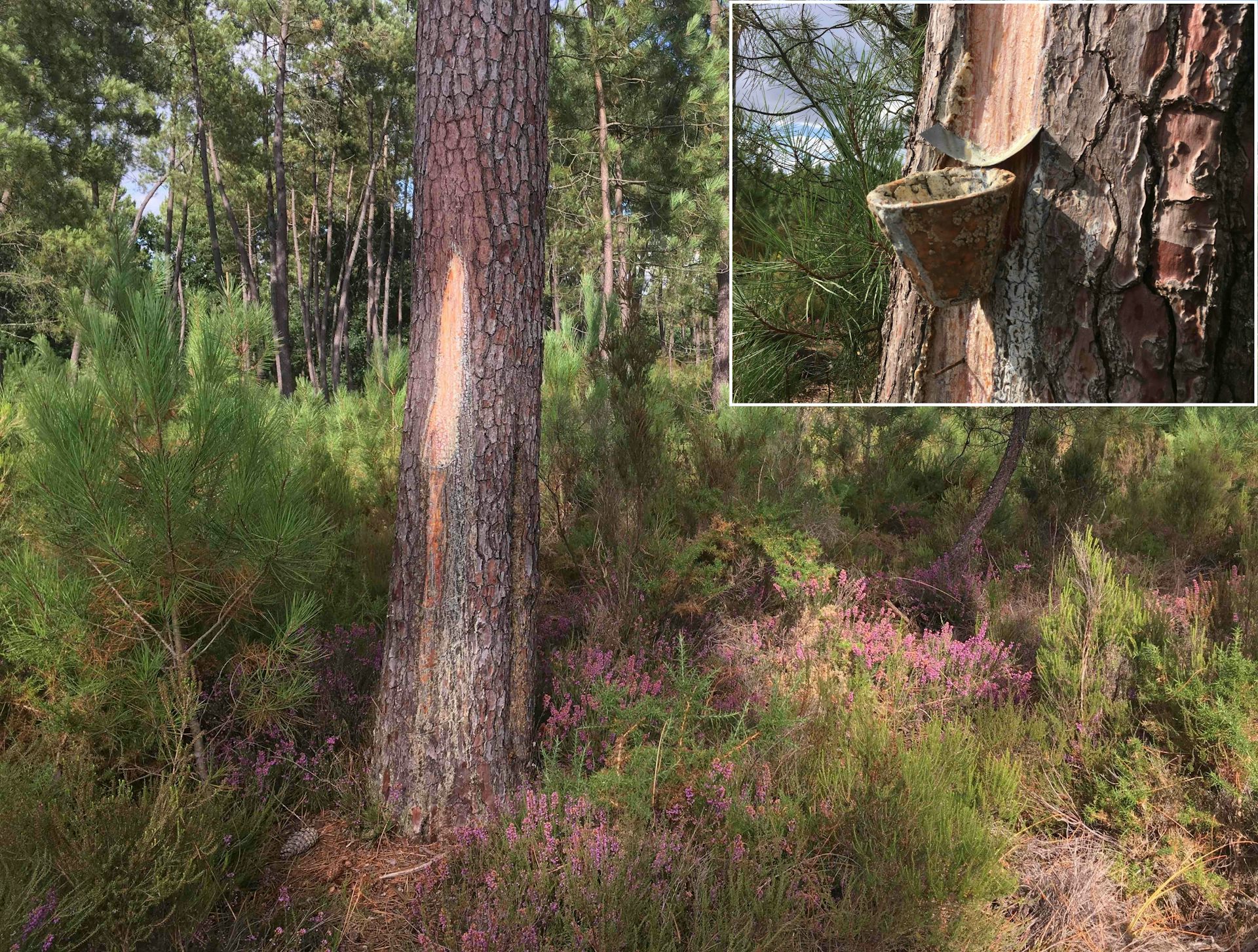 Les « forêts » de pins maritimes d’Aquitaine, des nids à incendie