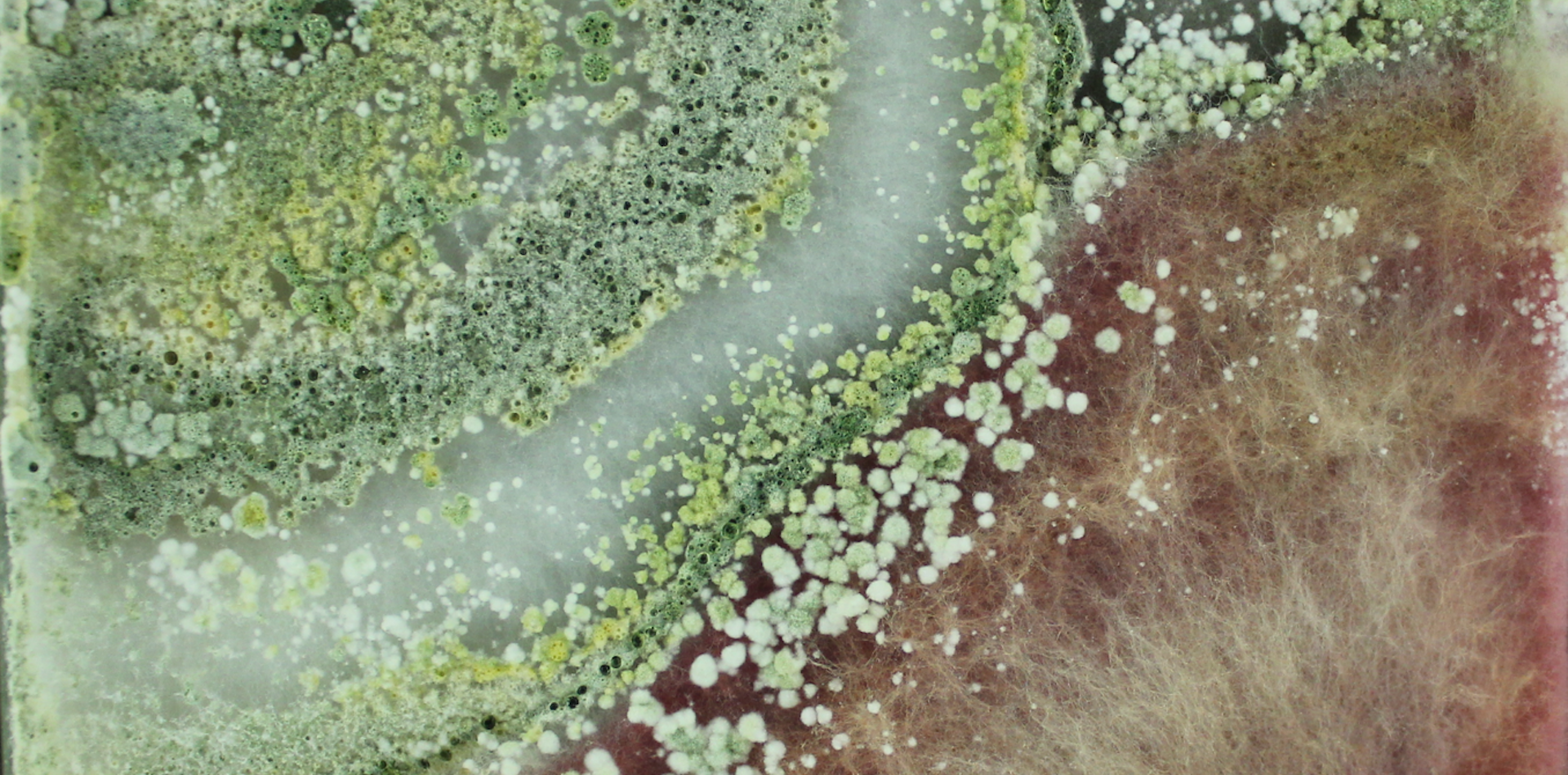 Les champignons Trichoderma, des bienfaiteurs pour notresociété ...