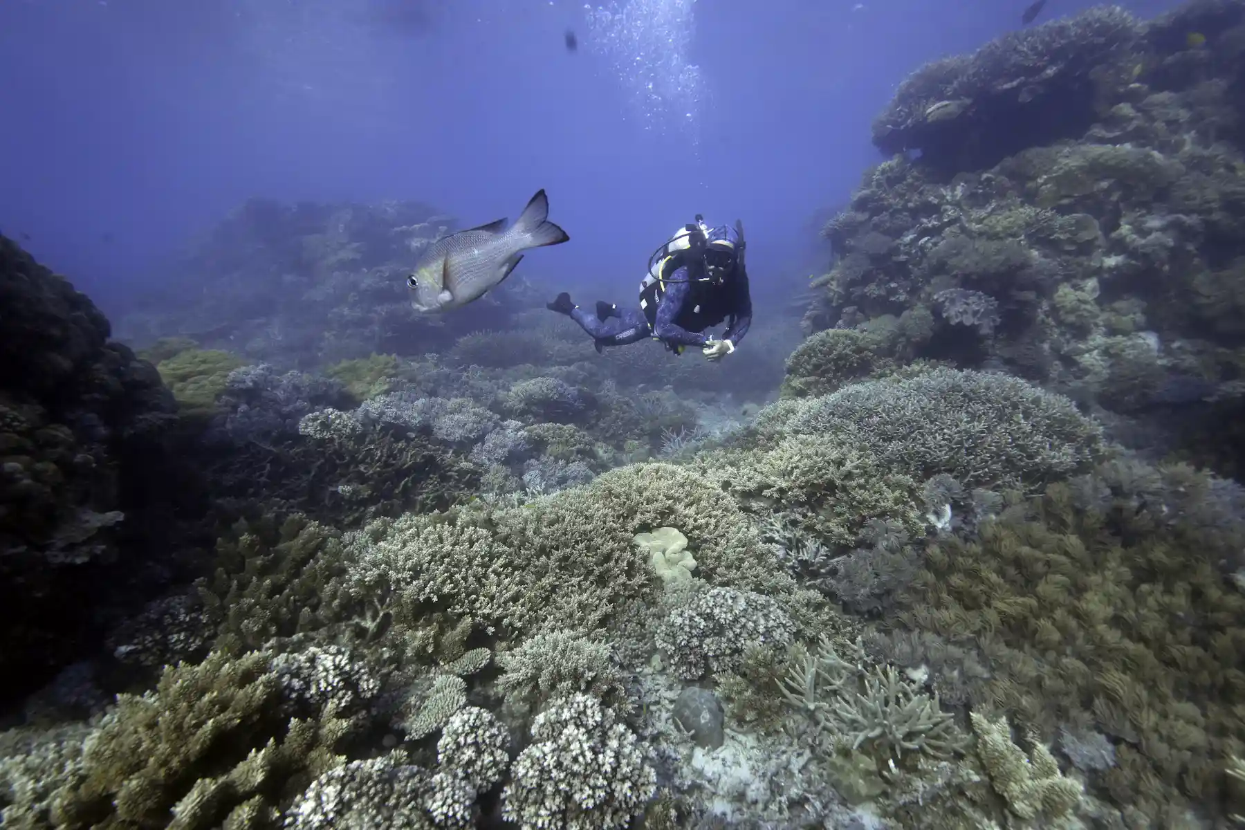 We All Know The Great Barrier Reef Is In Danger The UN Has Just we-all-know-the-great-barrier-reef-is-in-danger-the-un-has-just