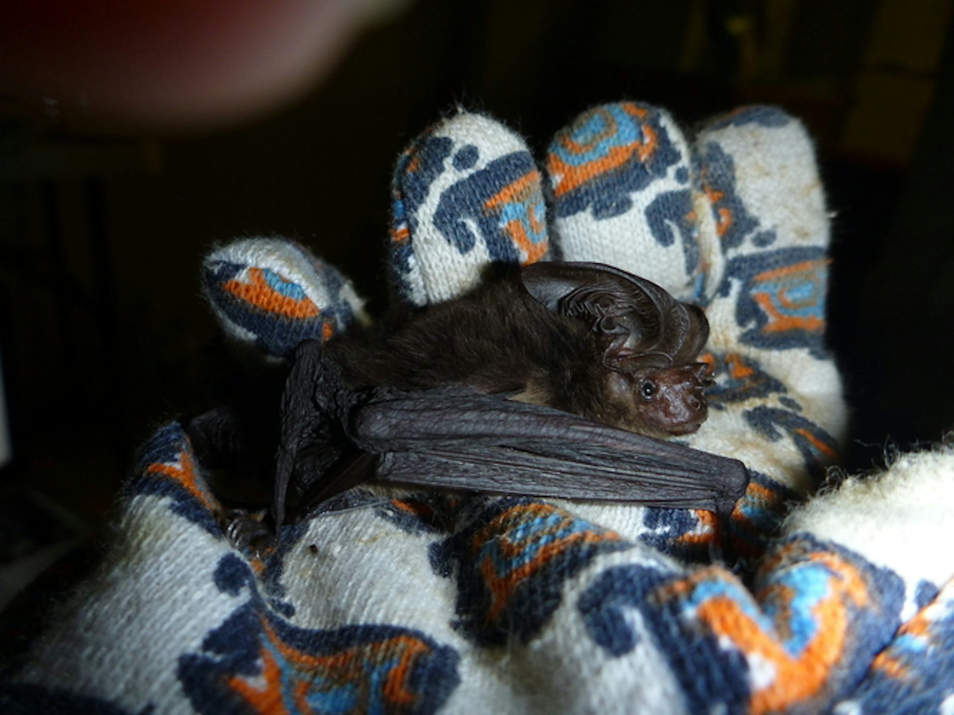 ‘Lost’ bat species rediscovered after 120 years in the wilderness