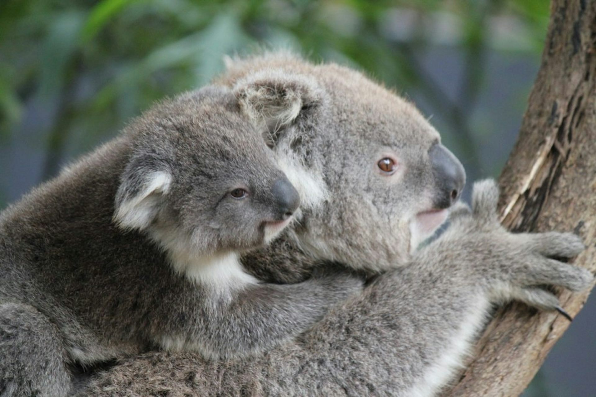 Koala Bears Hugging