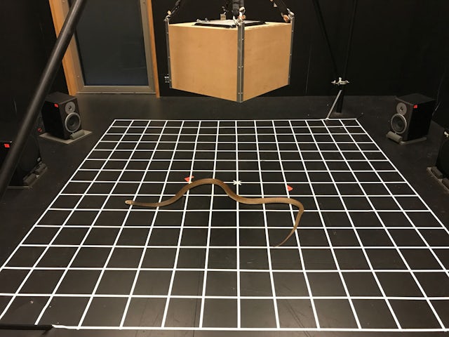 Snakes can hear you scream, new research reveals | WATE 6 On Your Side