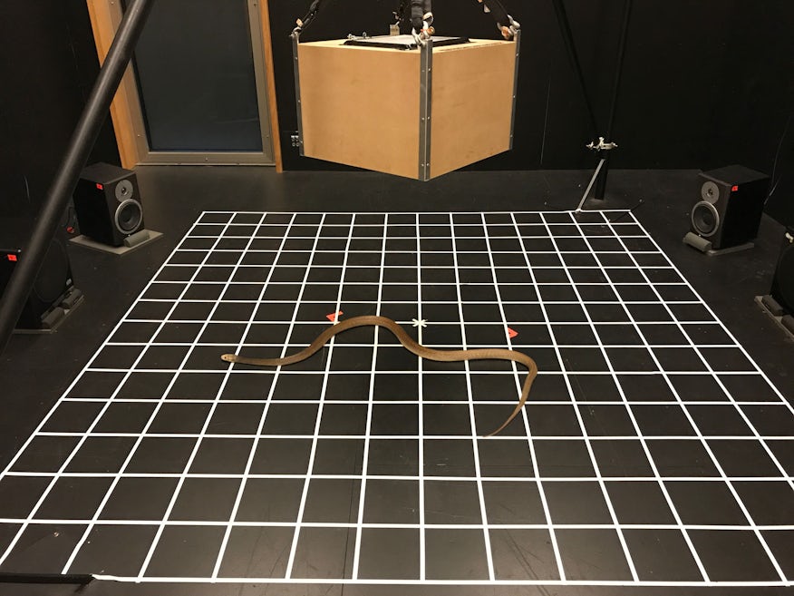 Snakes can hear you scream, new research reveals | KTLA