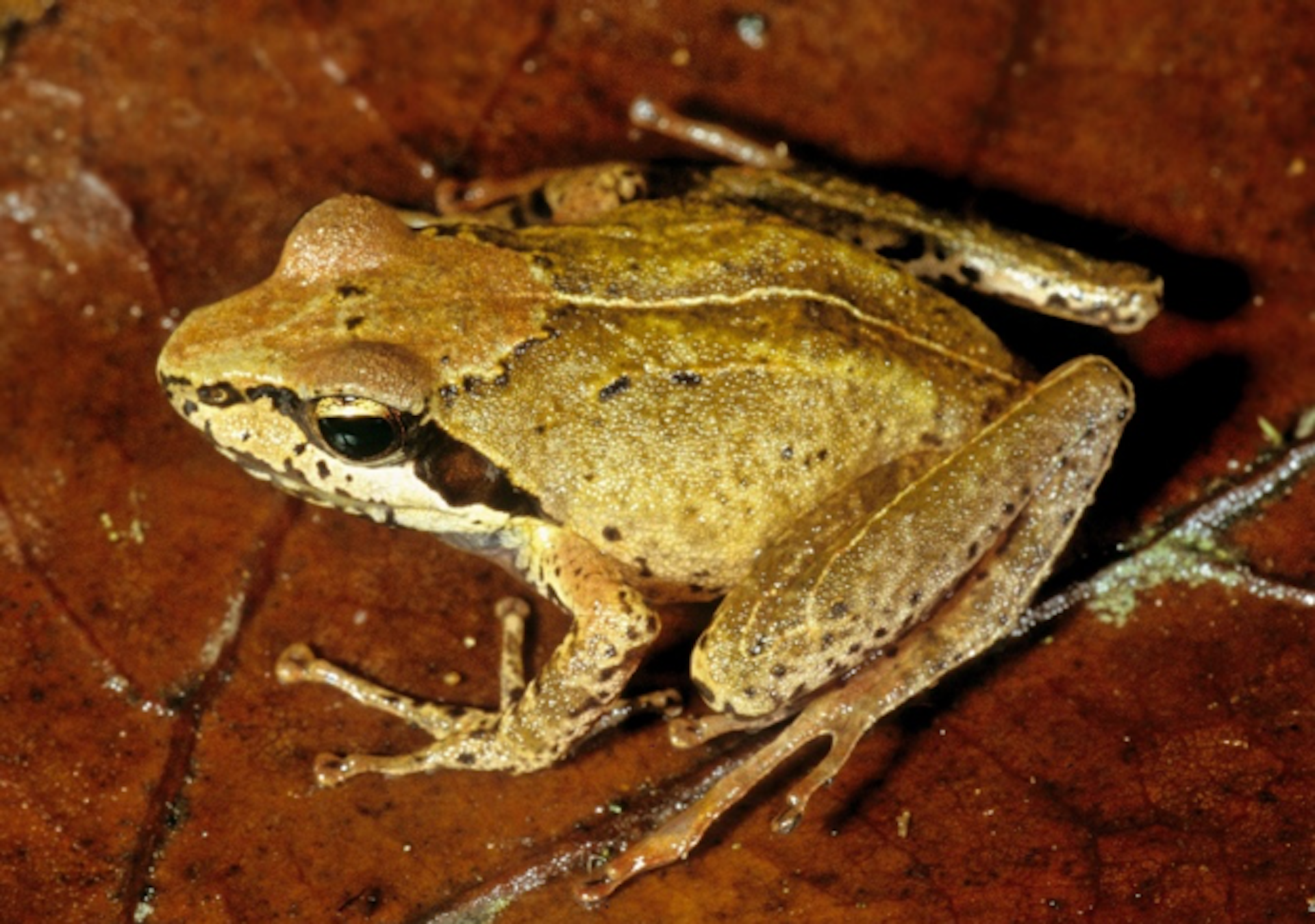 Il reste encore tant d’espèces à découvrir : l’exemple des grenouilles ...