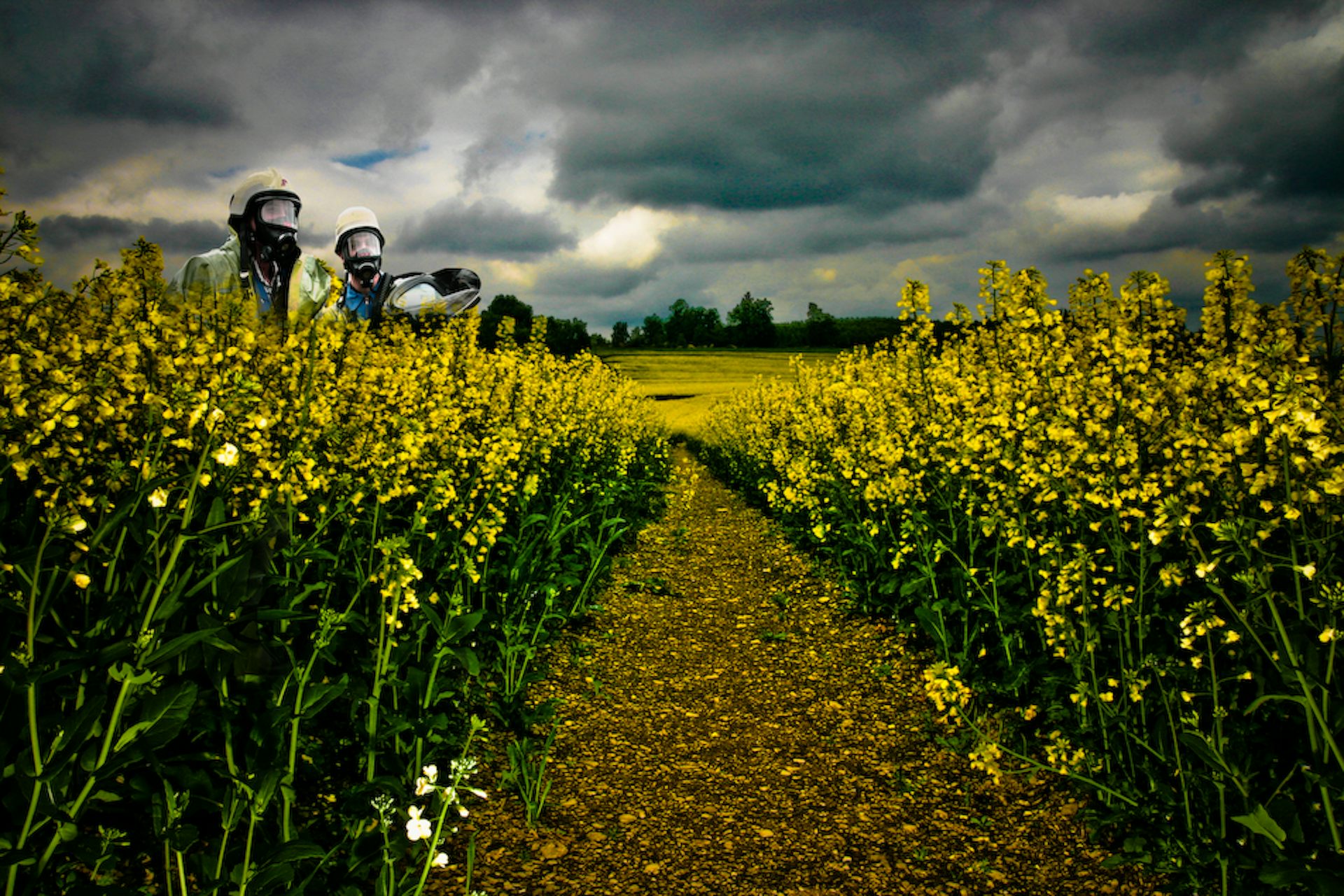 Setting the standards: who regulates Australian GM food?