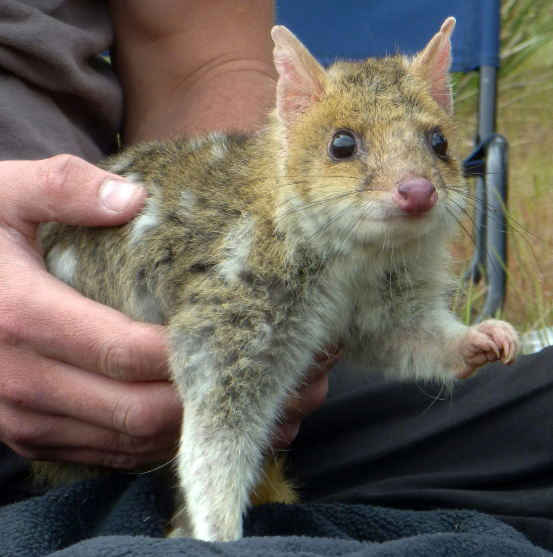 Eastern quolls edge closer to extinction – but it’s not too late to ...