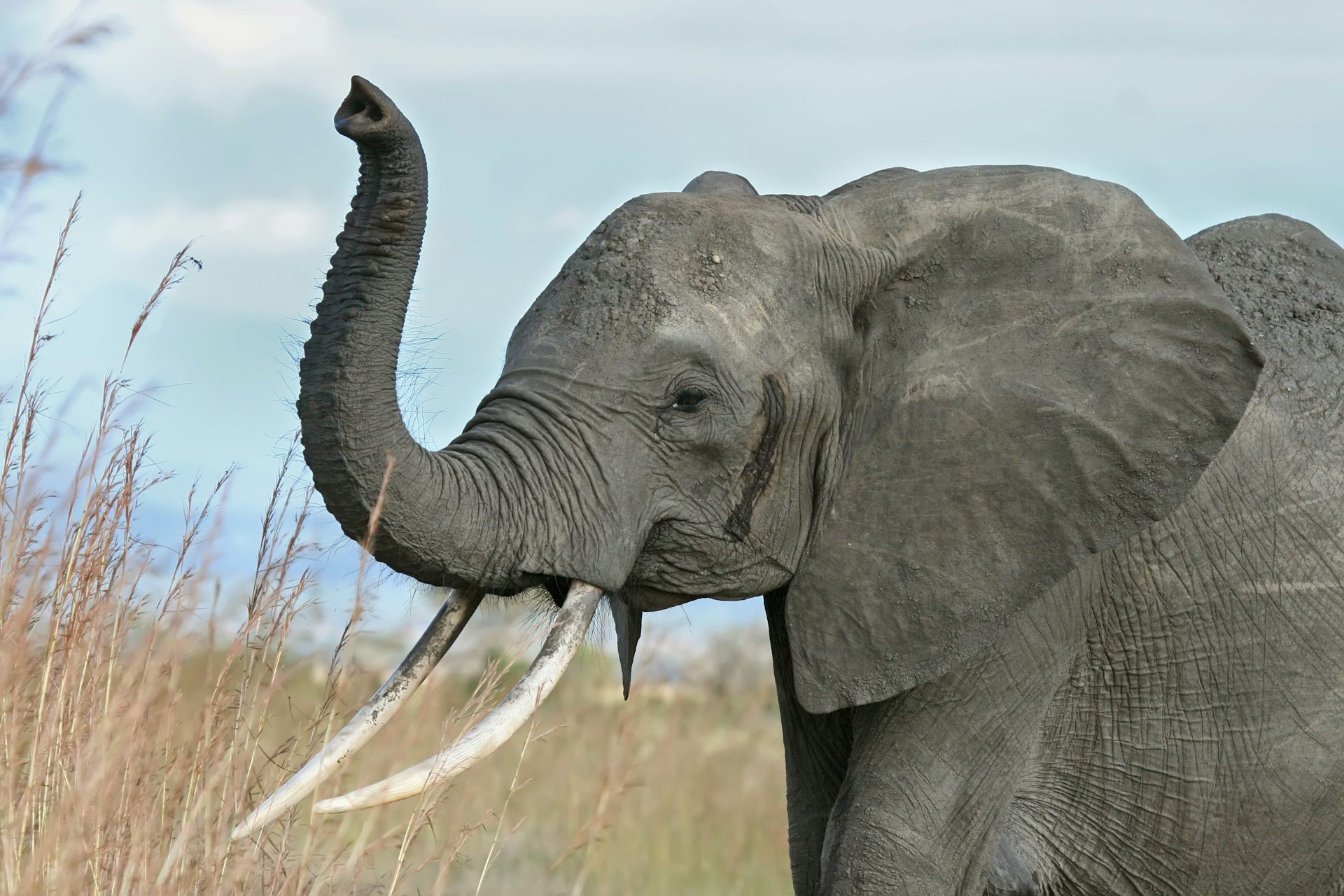 Plan to build ‘CSI Elephant’ uses DNA forensics to track poachers