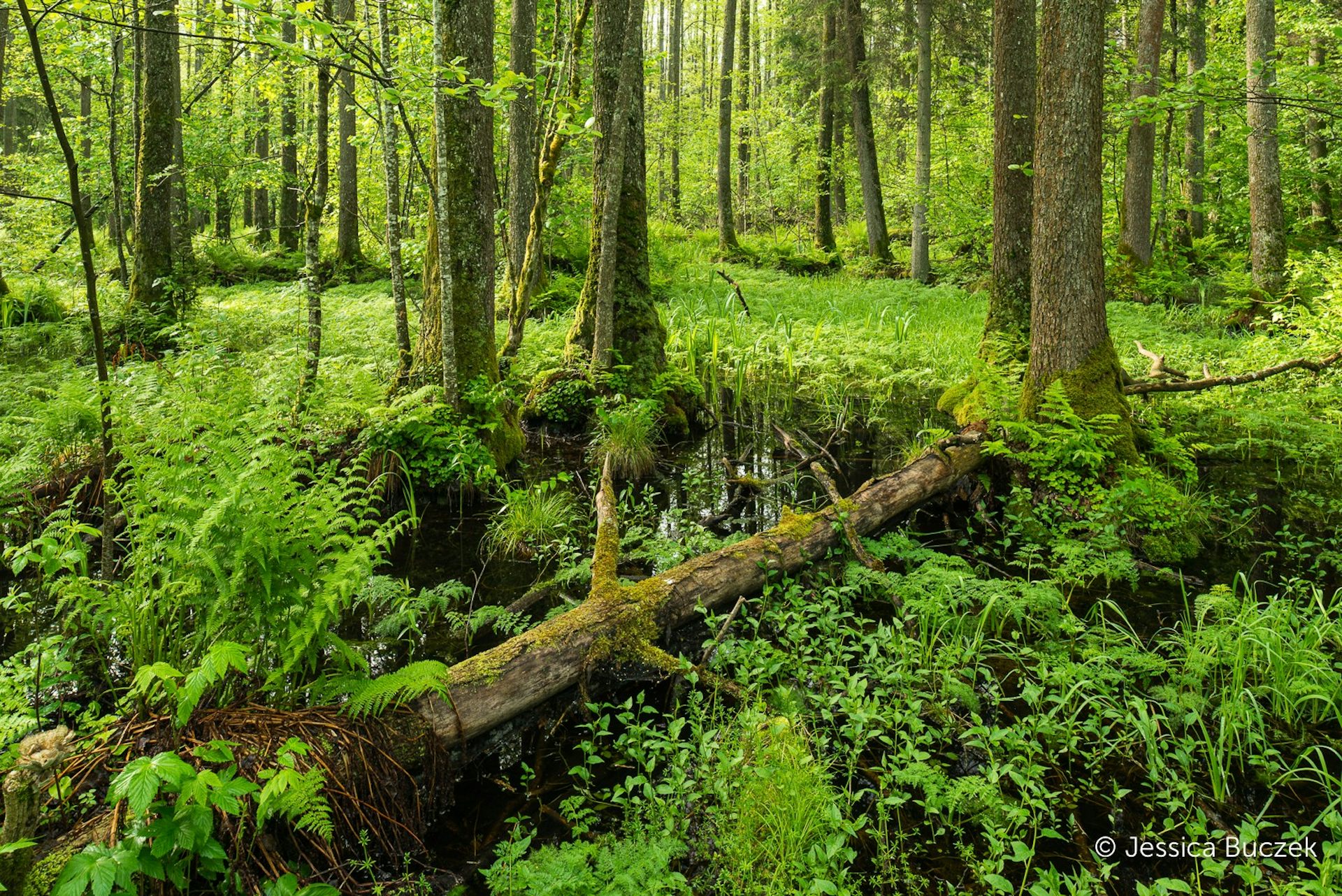 Recréer une forêt primaire en Europe de l’Ouest, un rêve fou qui ...