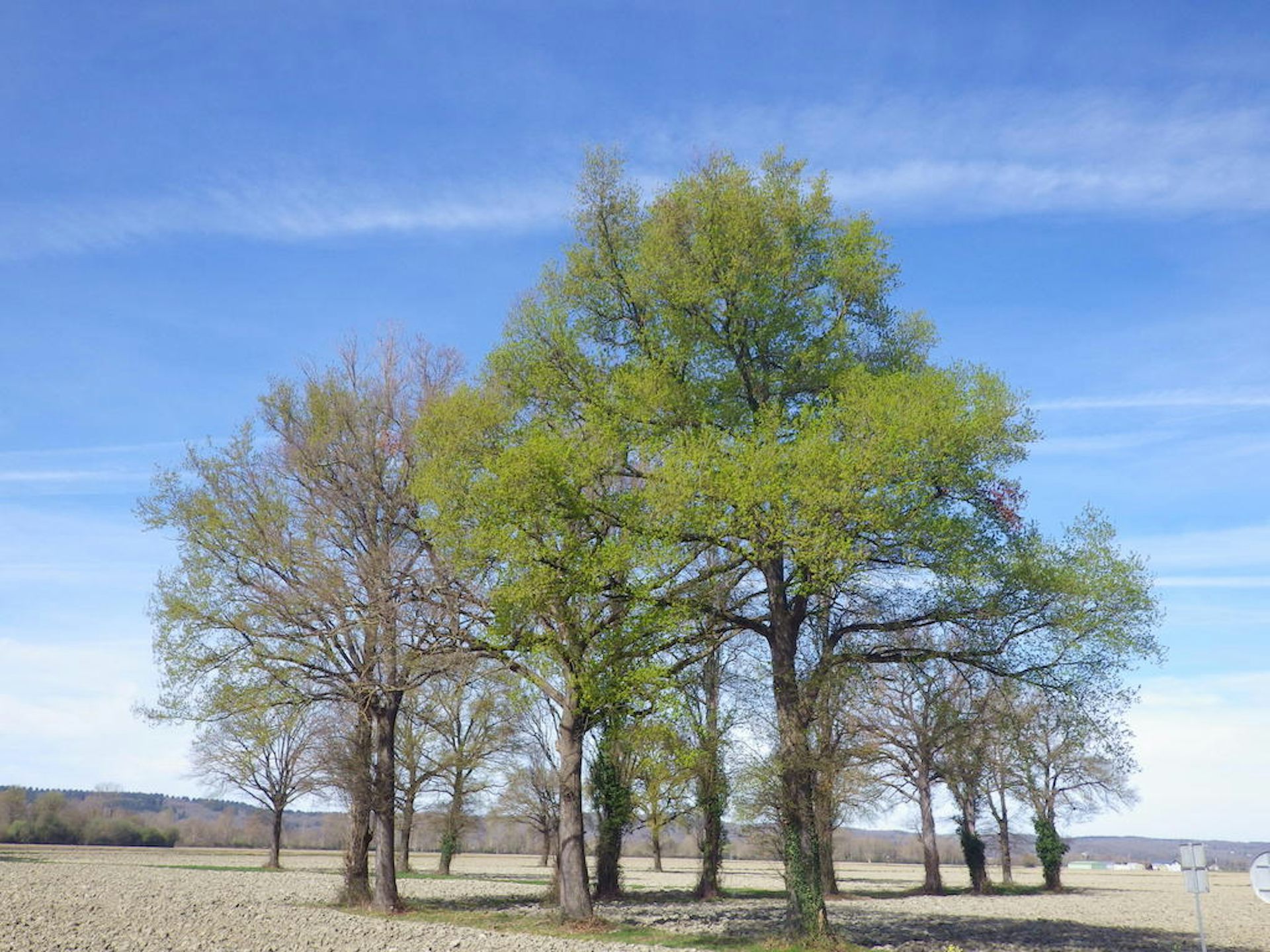 Changement climatique : la diversité génétique à l’origine de l ...