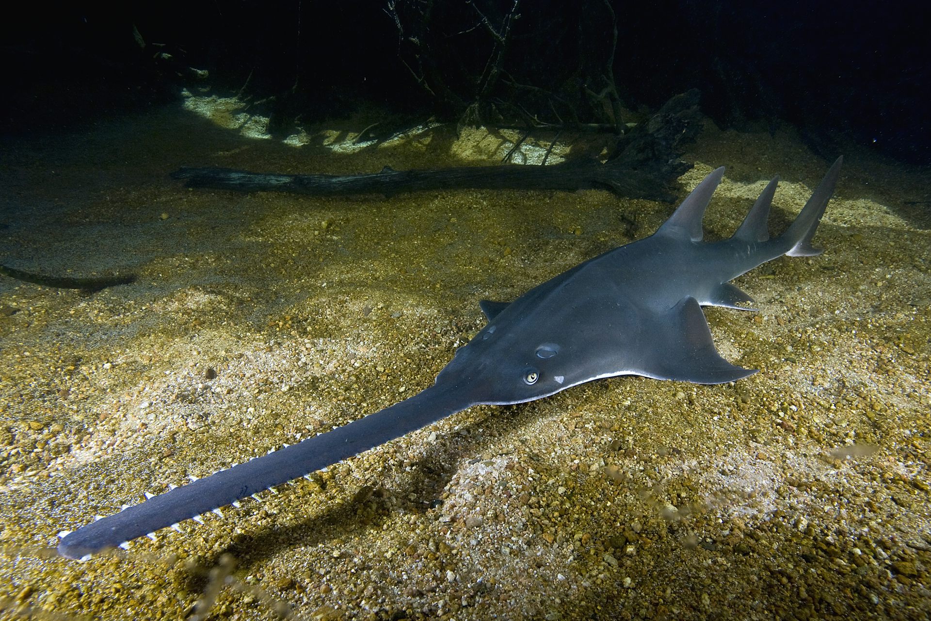 Plundered for their unique body parts, sawfish are on the brink