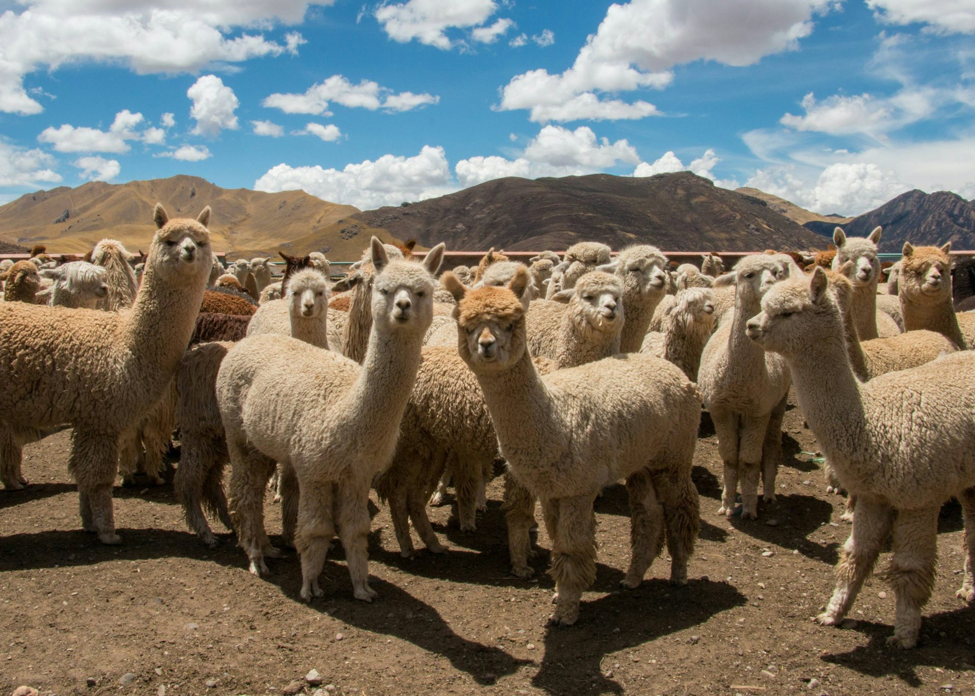 Por qué estamos investigando cómo hacer felices a las alpacas