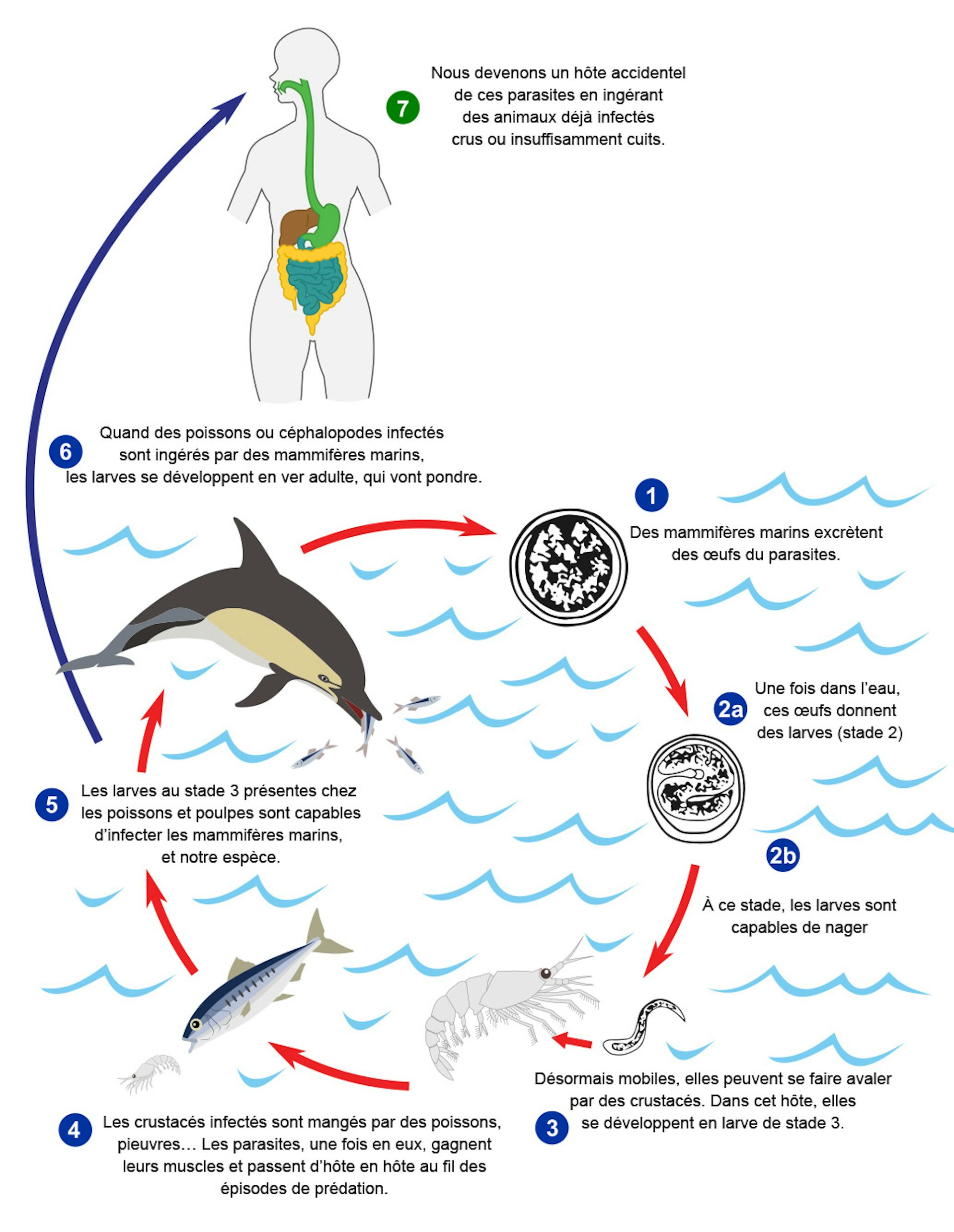 Sushi, ceviche… Comment éviter l'infection par ces vers qui parasitent ...