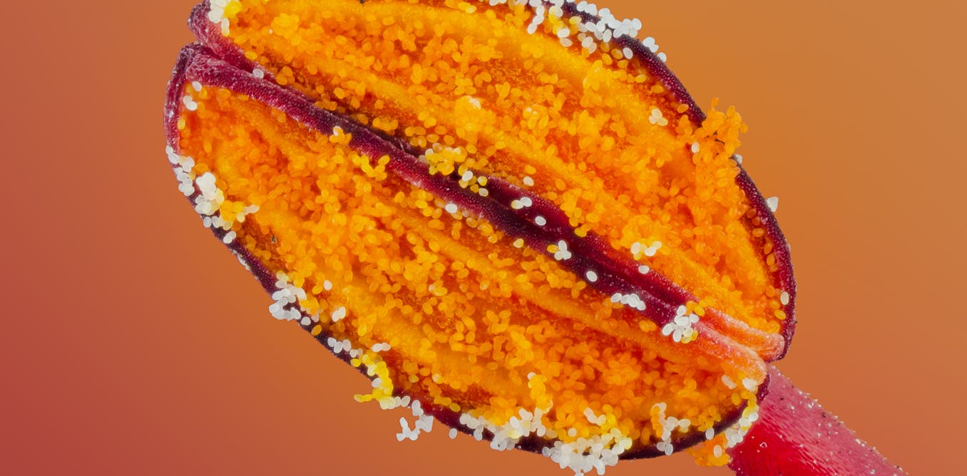 The Power Of Pollen Time News the-power-of-pollen-time-news