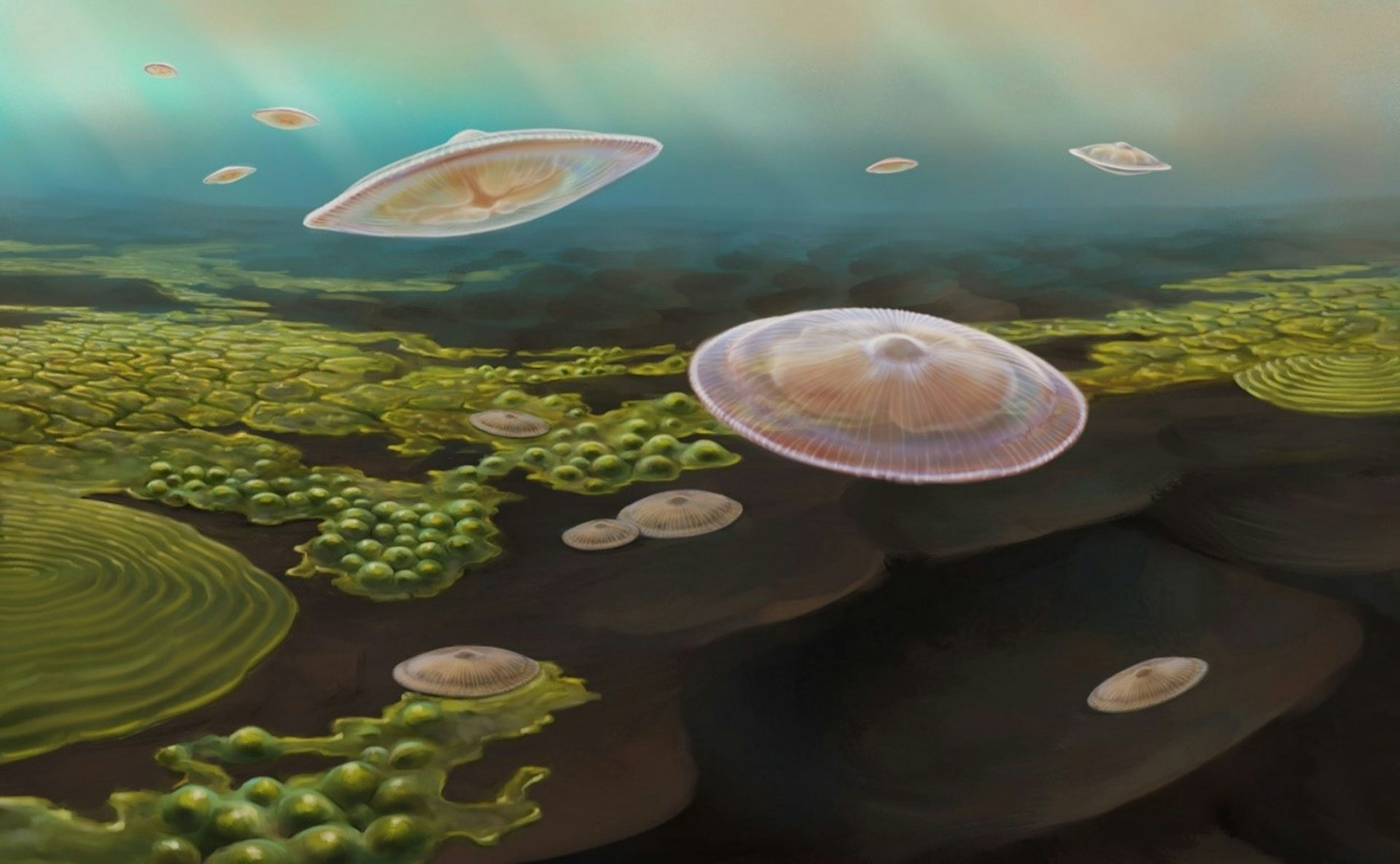 Les plus vieux macro-organismes eucaryotes planctoniques datés de 2,1 ...