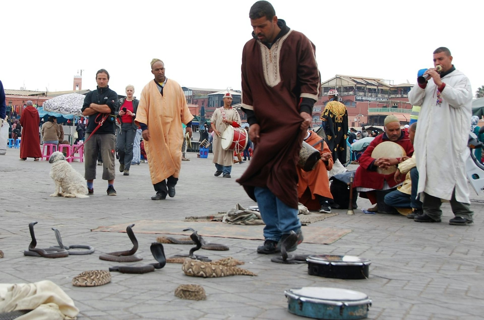Charmeurs de serpents à Marrakech : quand le spectacle met à mal les ...