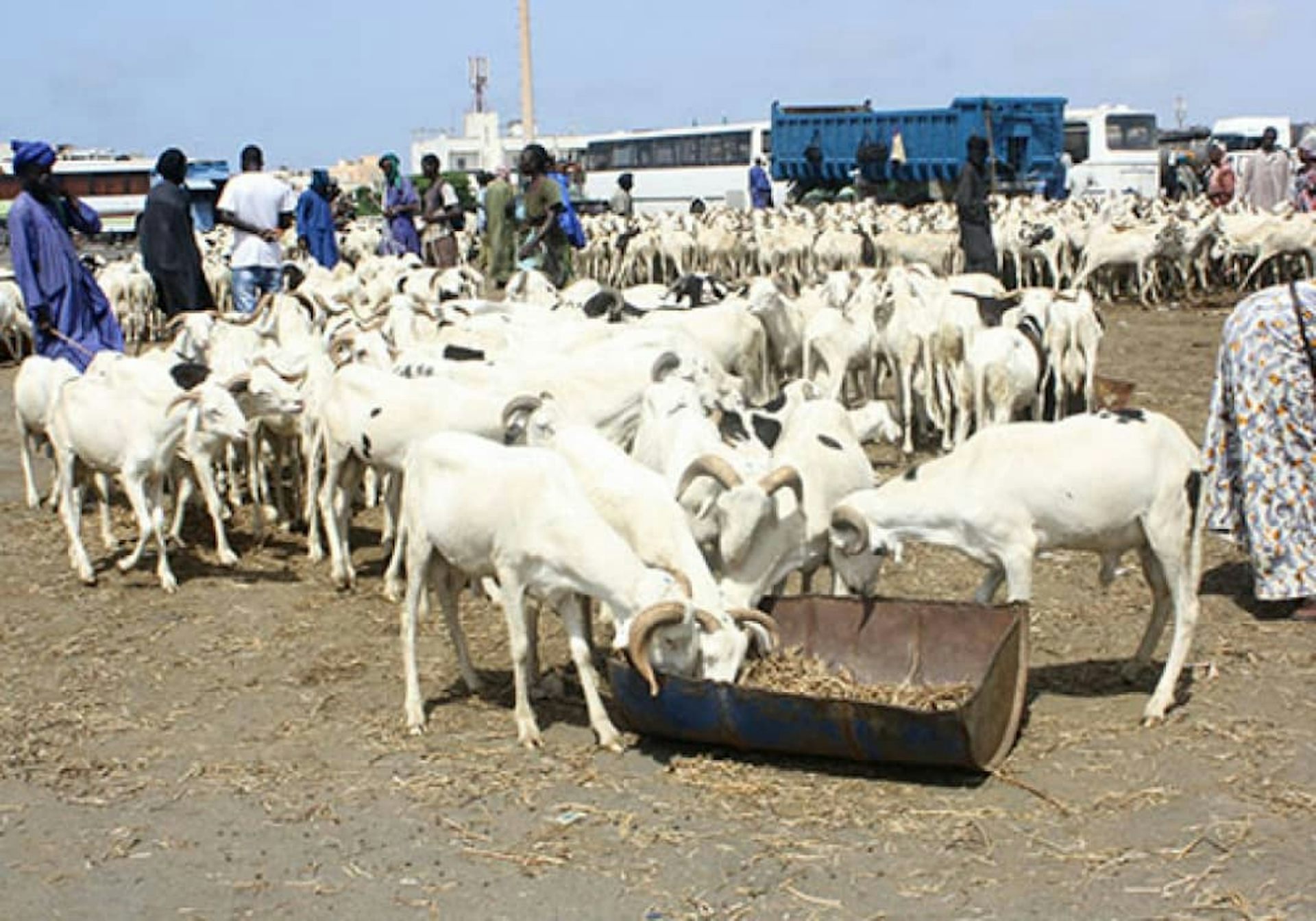 Aïd-el-Kébir : comment choisir son mouton au Sénégal