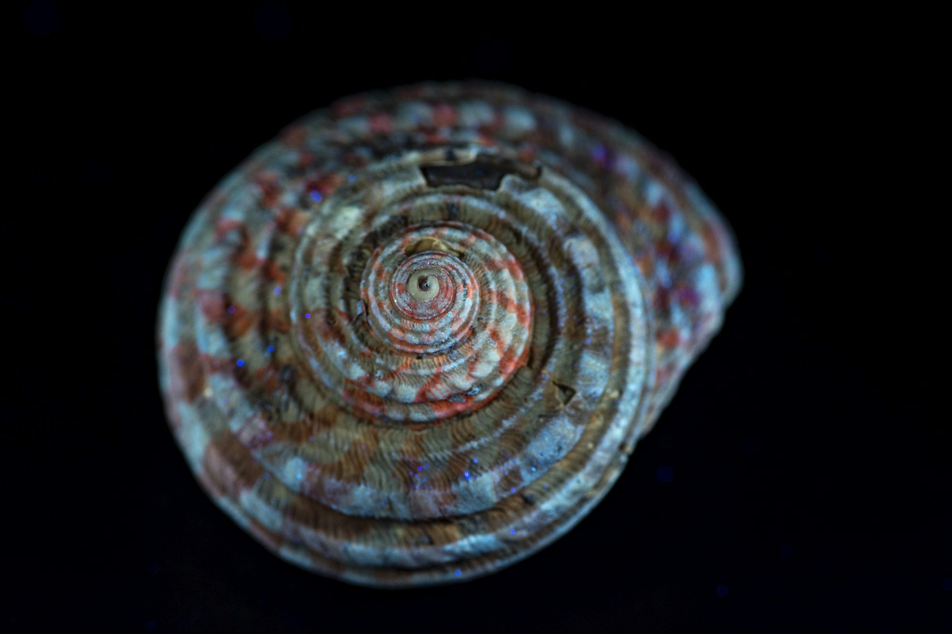 Quand Dax était sous les tropiques