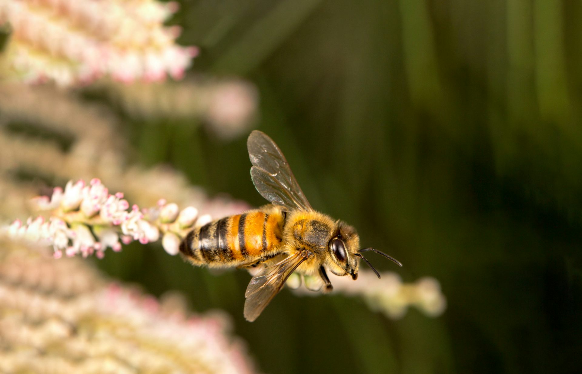 The feral flying under the radar: why we need to rethink European honeybees