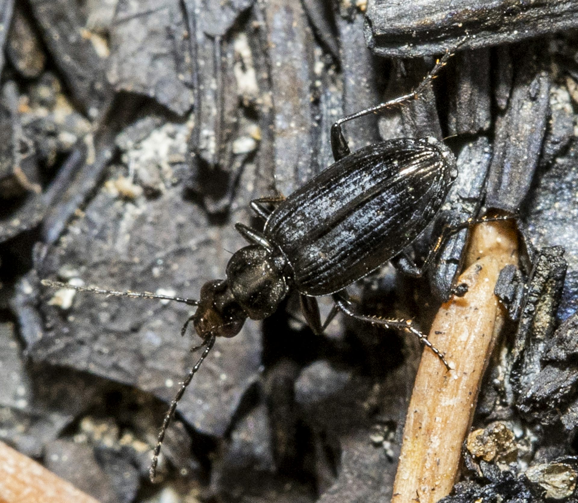 For some fire-loving insects, wildfires provide the best breeding grounds