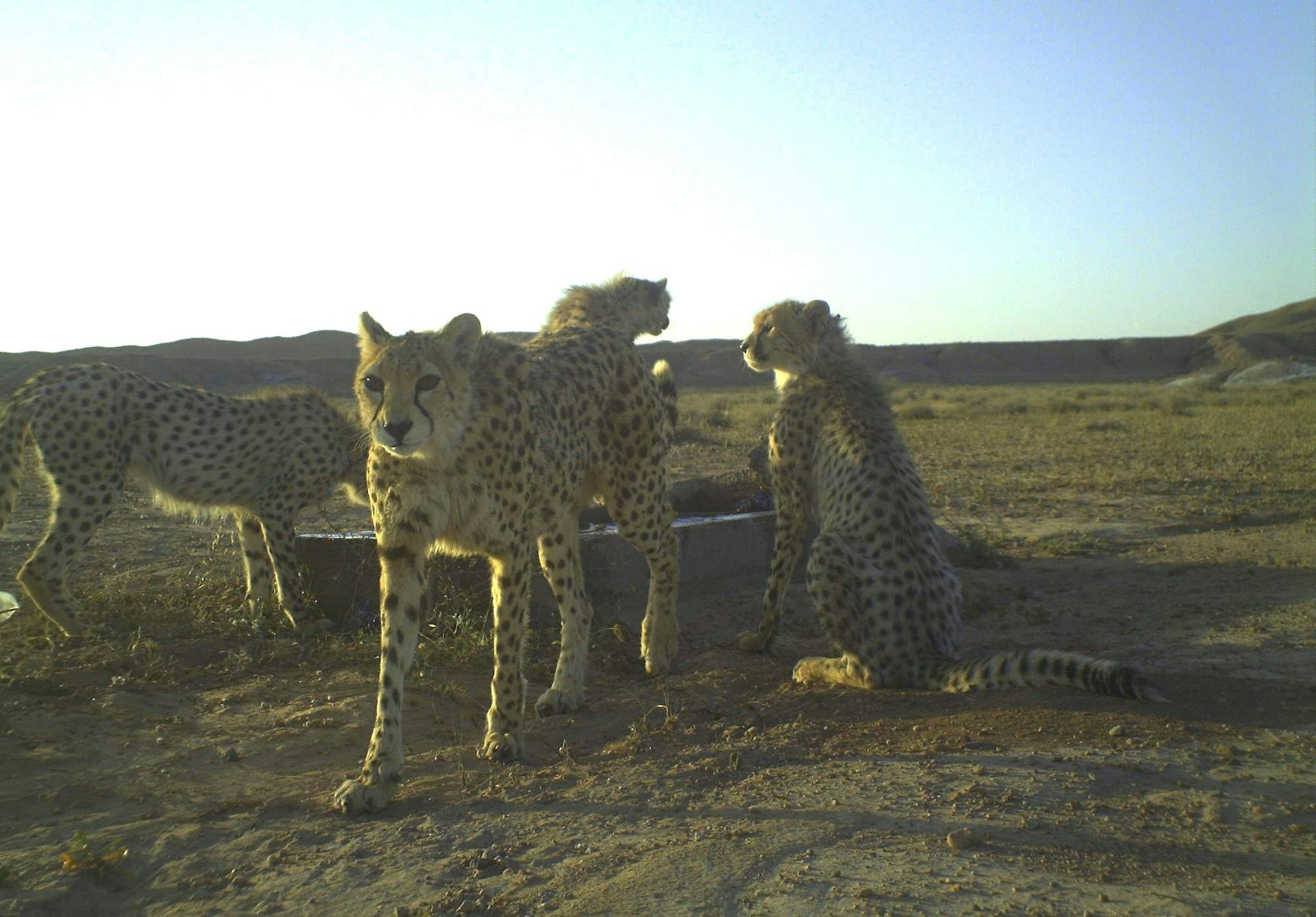 It’s still possible to save the Asiatic cheetah, the world’s second ...