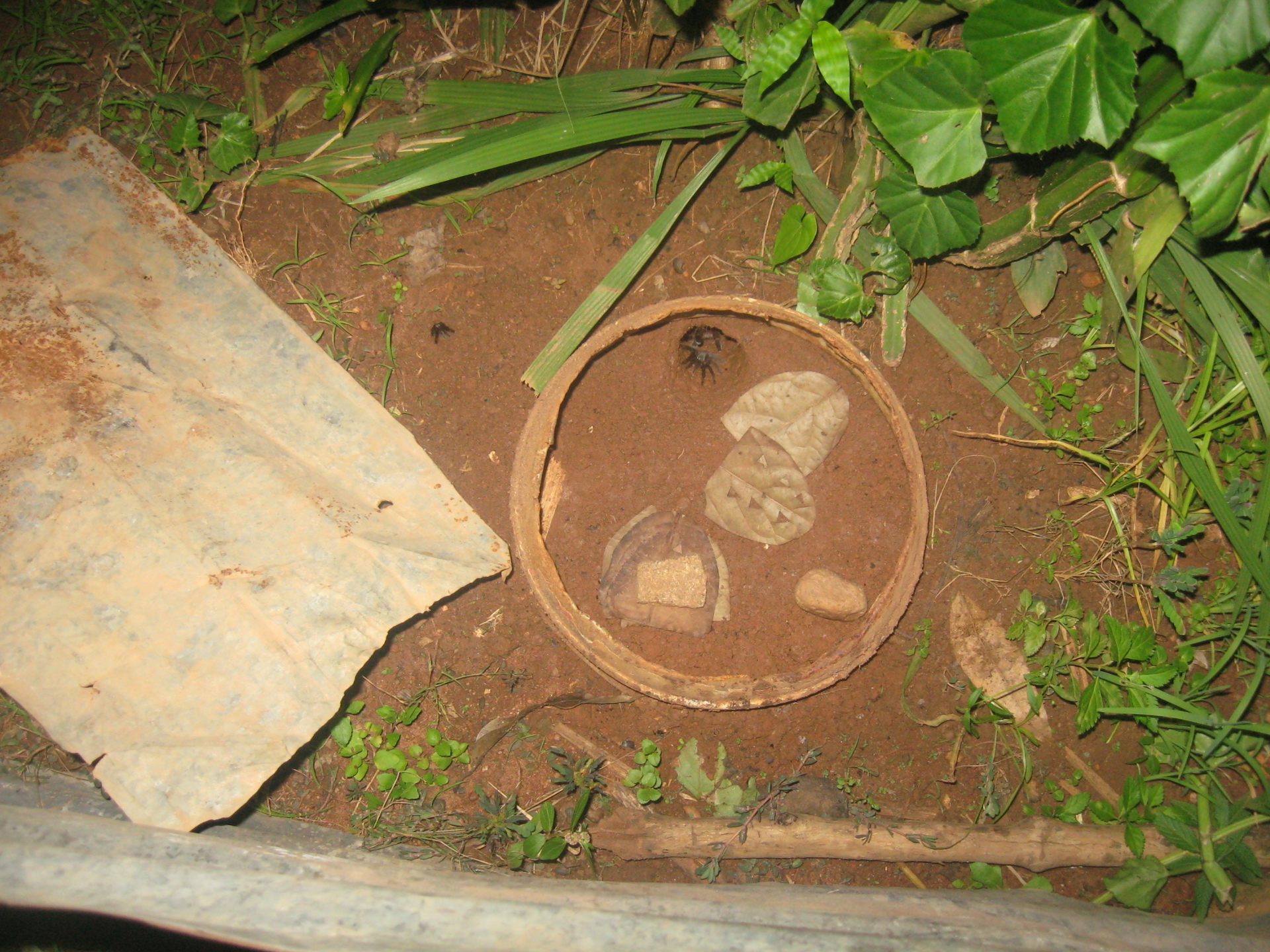 The fascinating Cameroonian art of spider divination is on display at ...