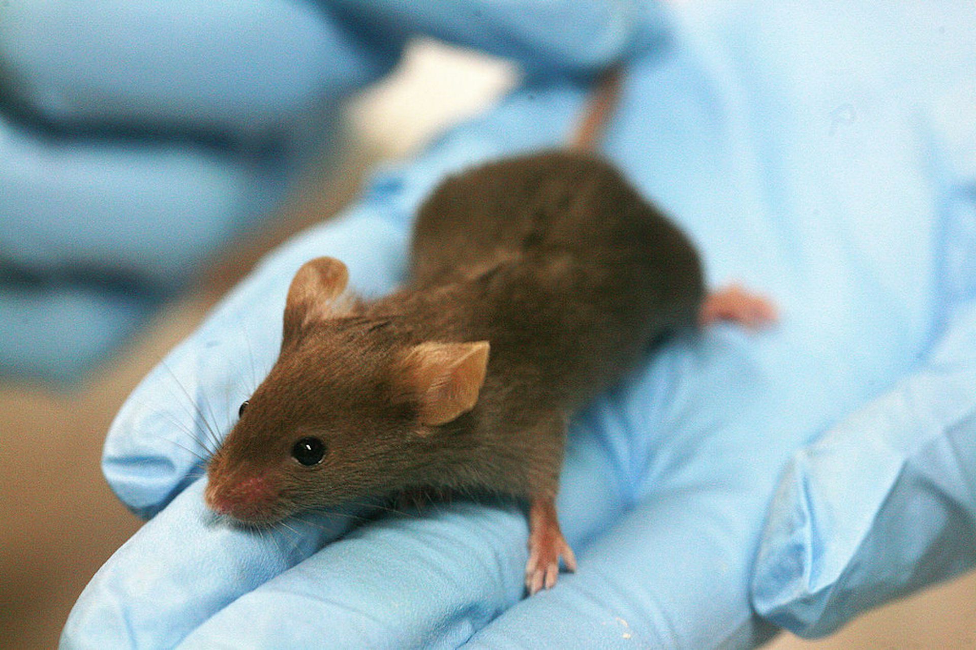 Fewer animals being used for research but testing is still vital to ...