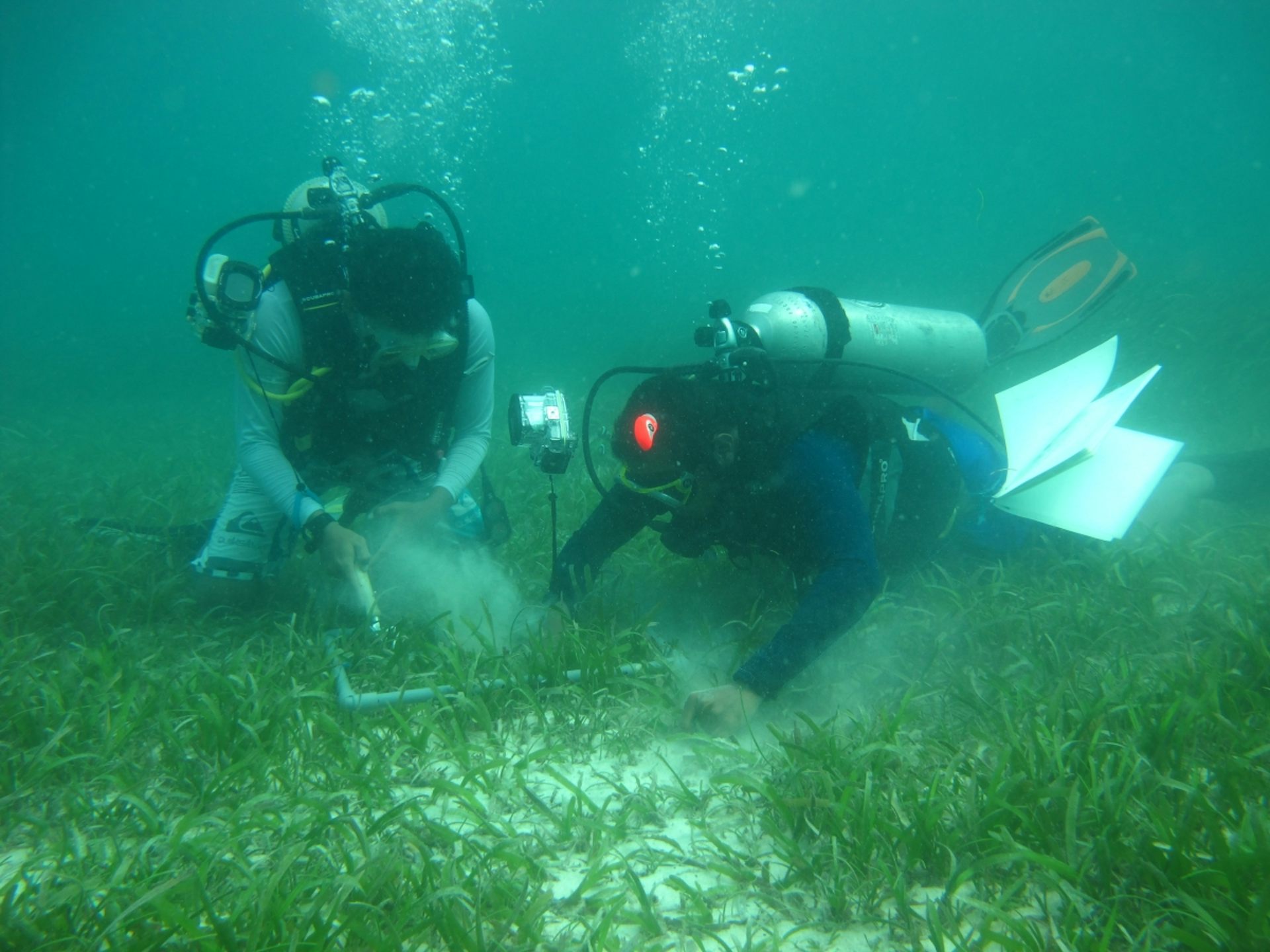 5 alasan mengapa pemerintah harus memprioritaskan restorasi lamun jadi solusi perubahan iklim