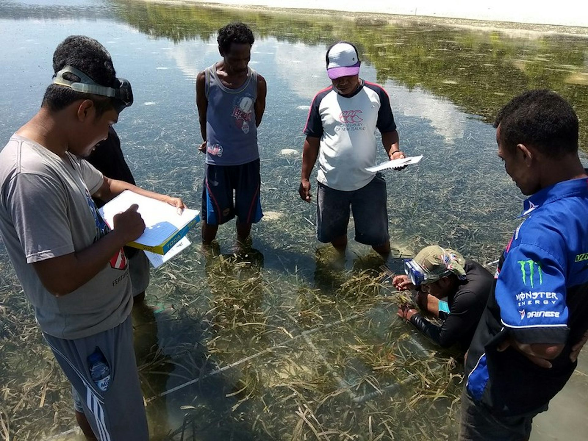 5 alasan mengapa pemerintah harus memprioritaskan restorasi lamun jadi ...