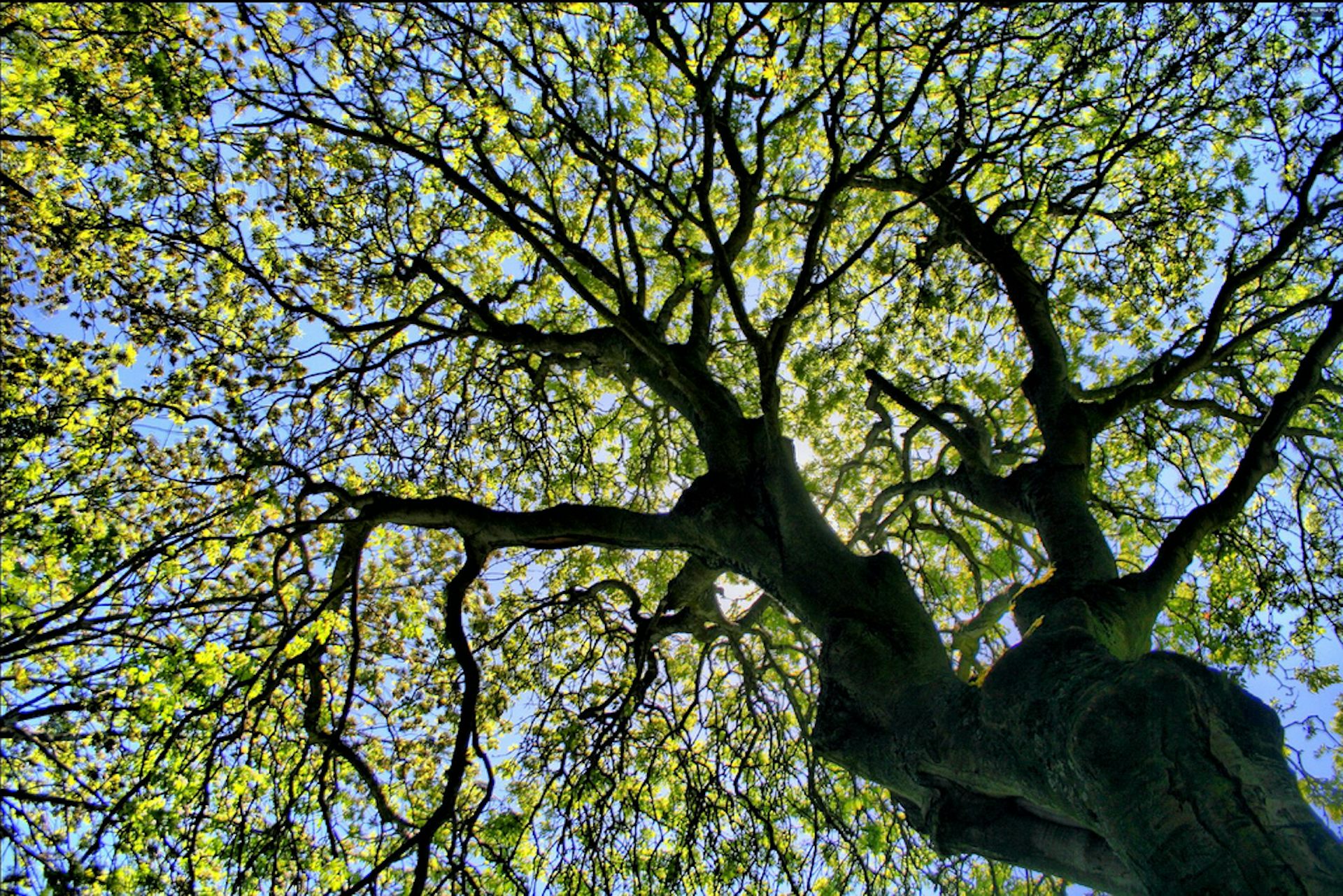 New chlorophyll could hold the key to more efficient solar panels