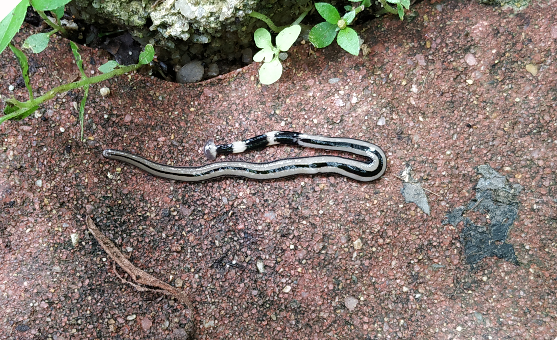 Last seen 90 years ago, strange worm species is found crawling in Malaysia