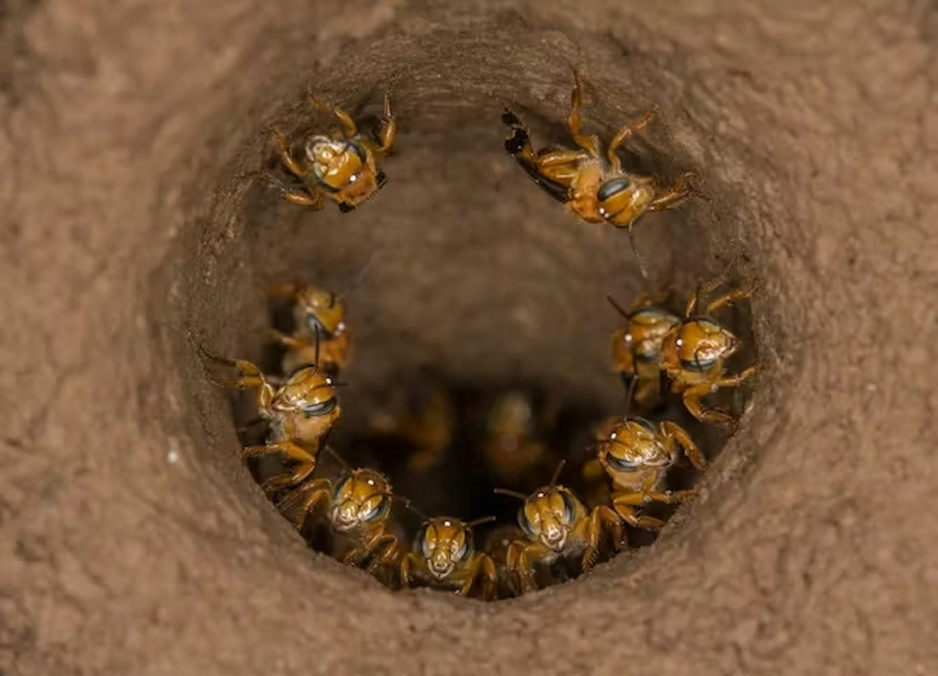 Mengapa lebah-lebah membunuh ratu mereka?