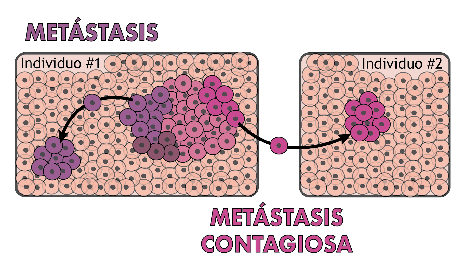 El viaje submarino de la metástasis