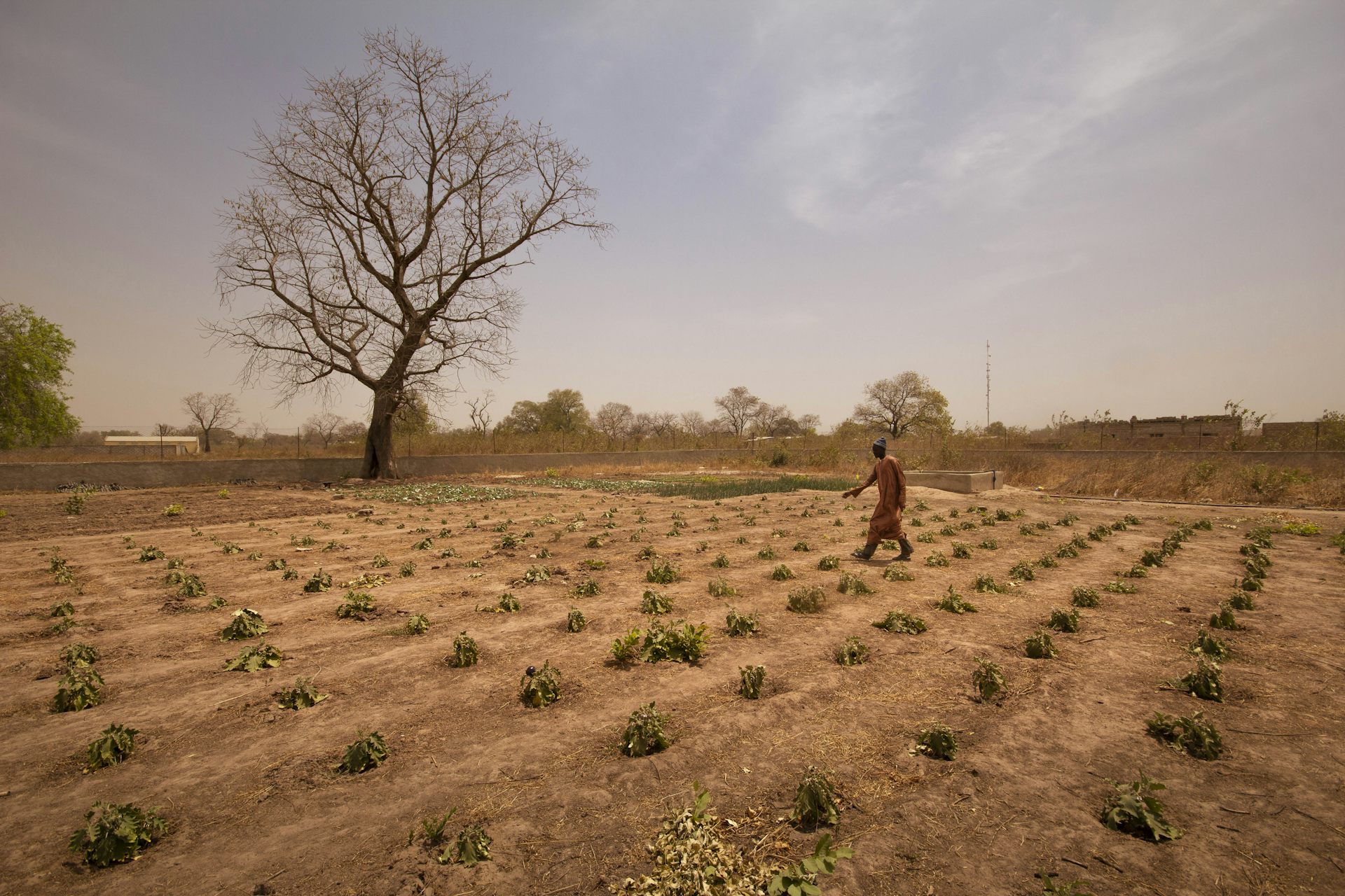 Institut de l'environnement et des recherches agricoles (INERA) on The ...