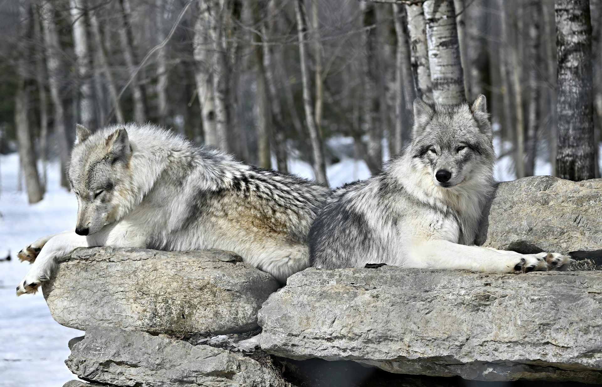 International Wolf Day: Why Canadians are no longer afraid of the ‘big ...