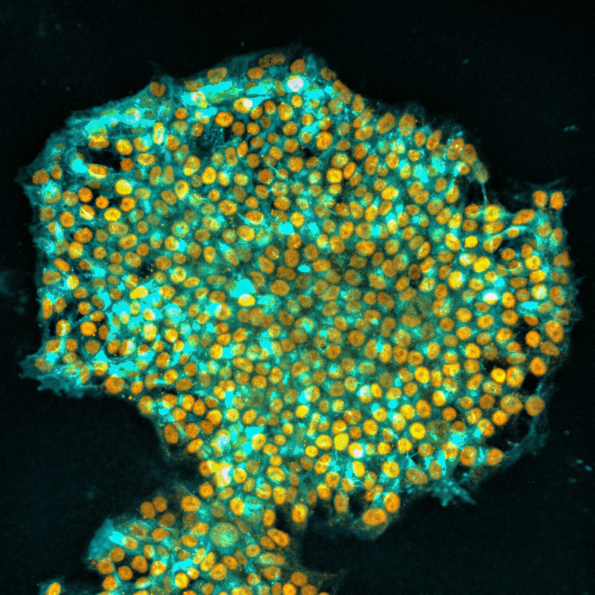 A ‘memory wipe’ for stem cells may be the key to better therapies