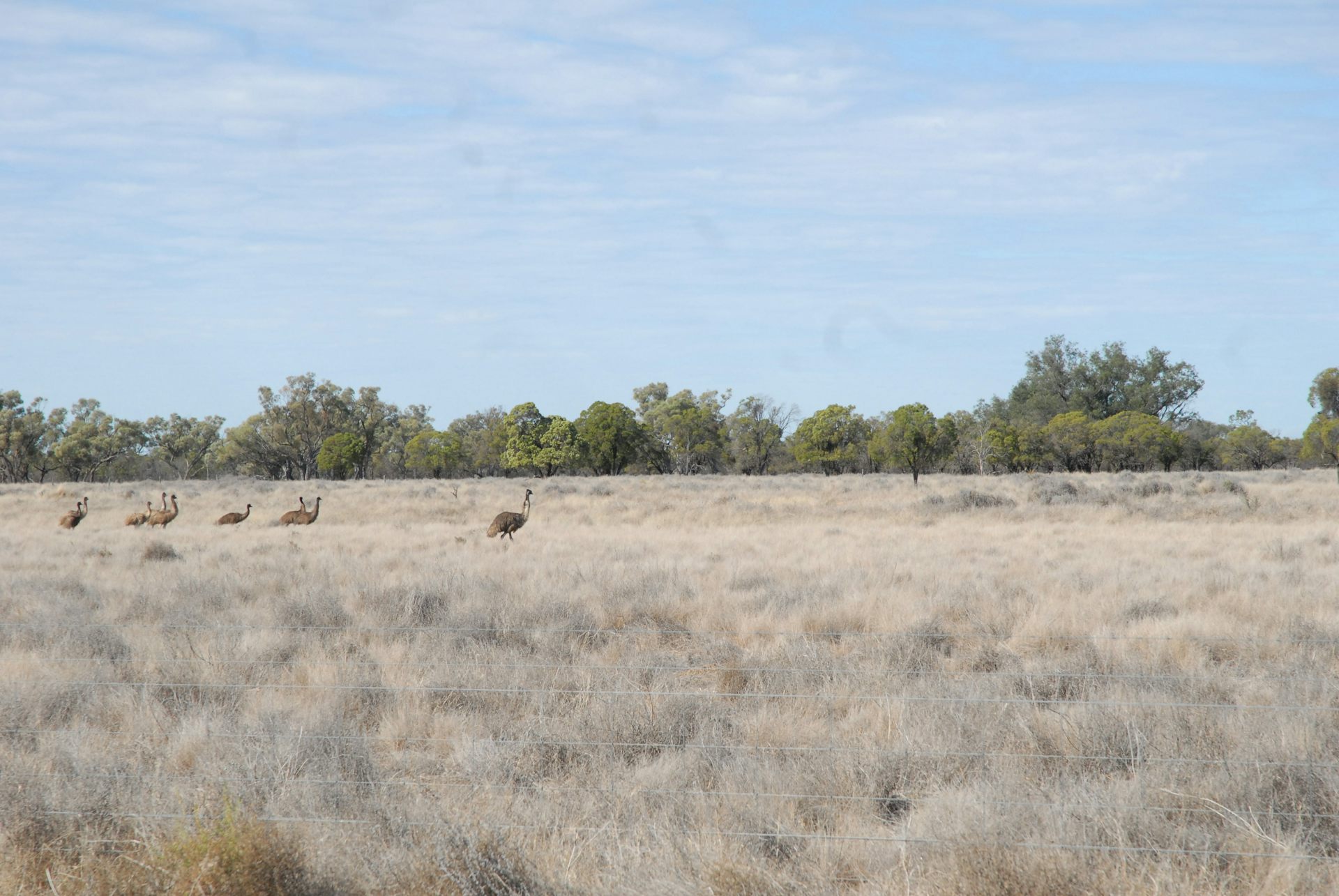 ‘Emu Men’: a new way to recognise and celebrate Indigenous fathers