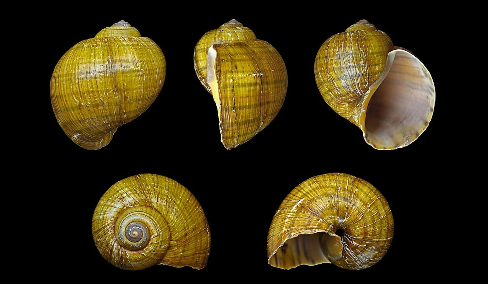 Keong mas: kisah spesies eksotik impor perusak padi, bagaimana ...