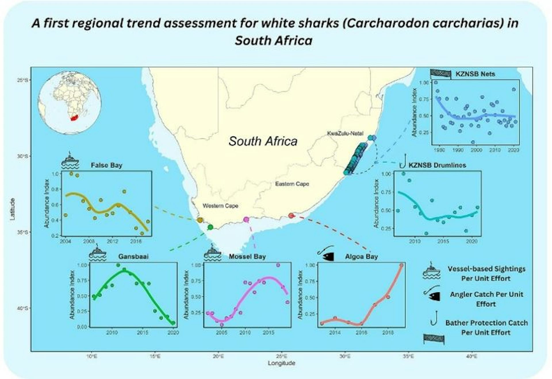 South Africa’s great white sharks are changing locations – they need to ...