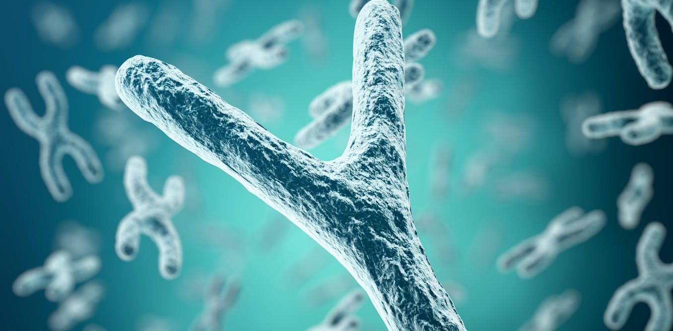 Séquençage Du Génome Humain Le Chromosome Y Livre Ses Derniers Secrets