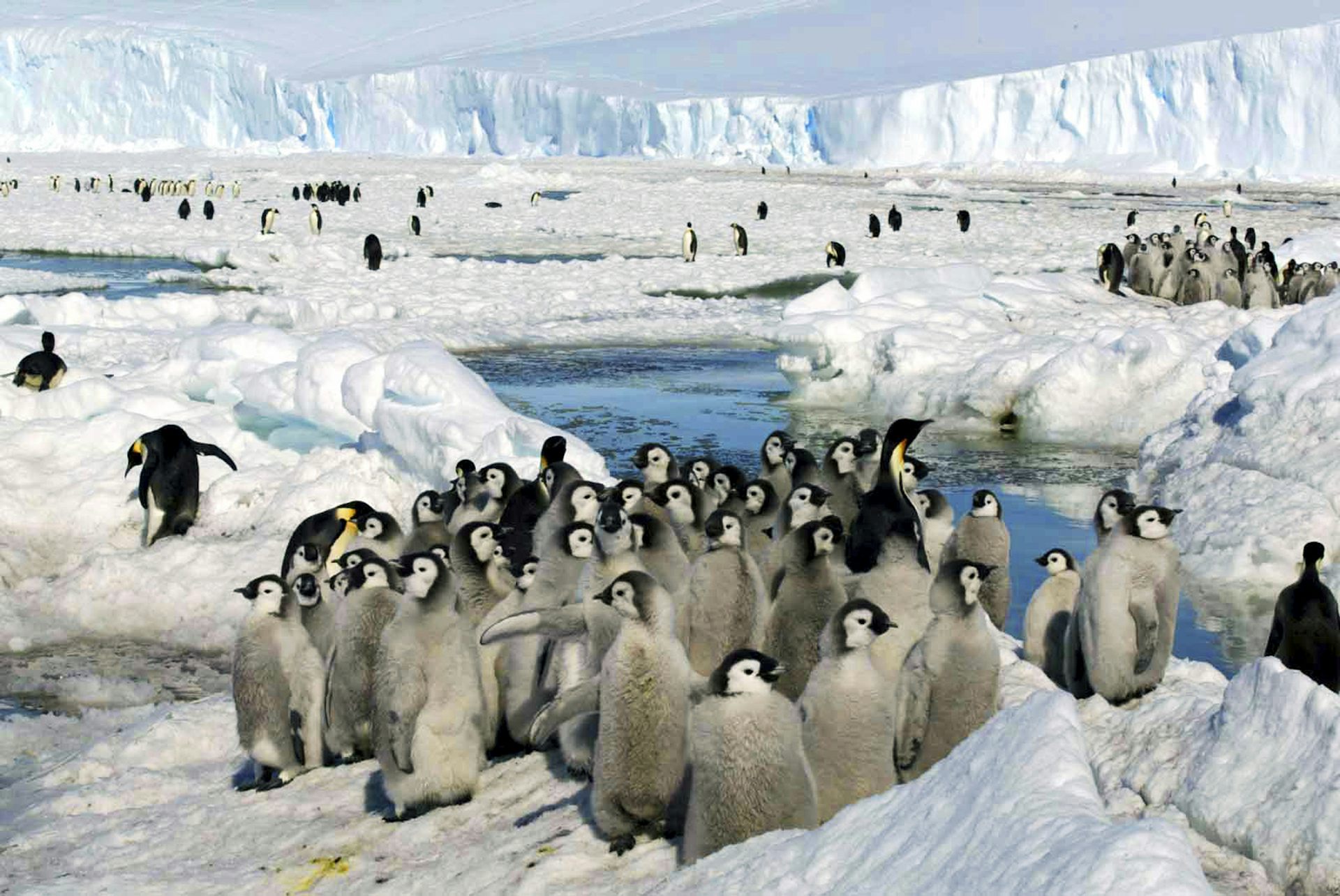 Doing science in Antarctica has harmed an environment under great ...