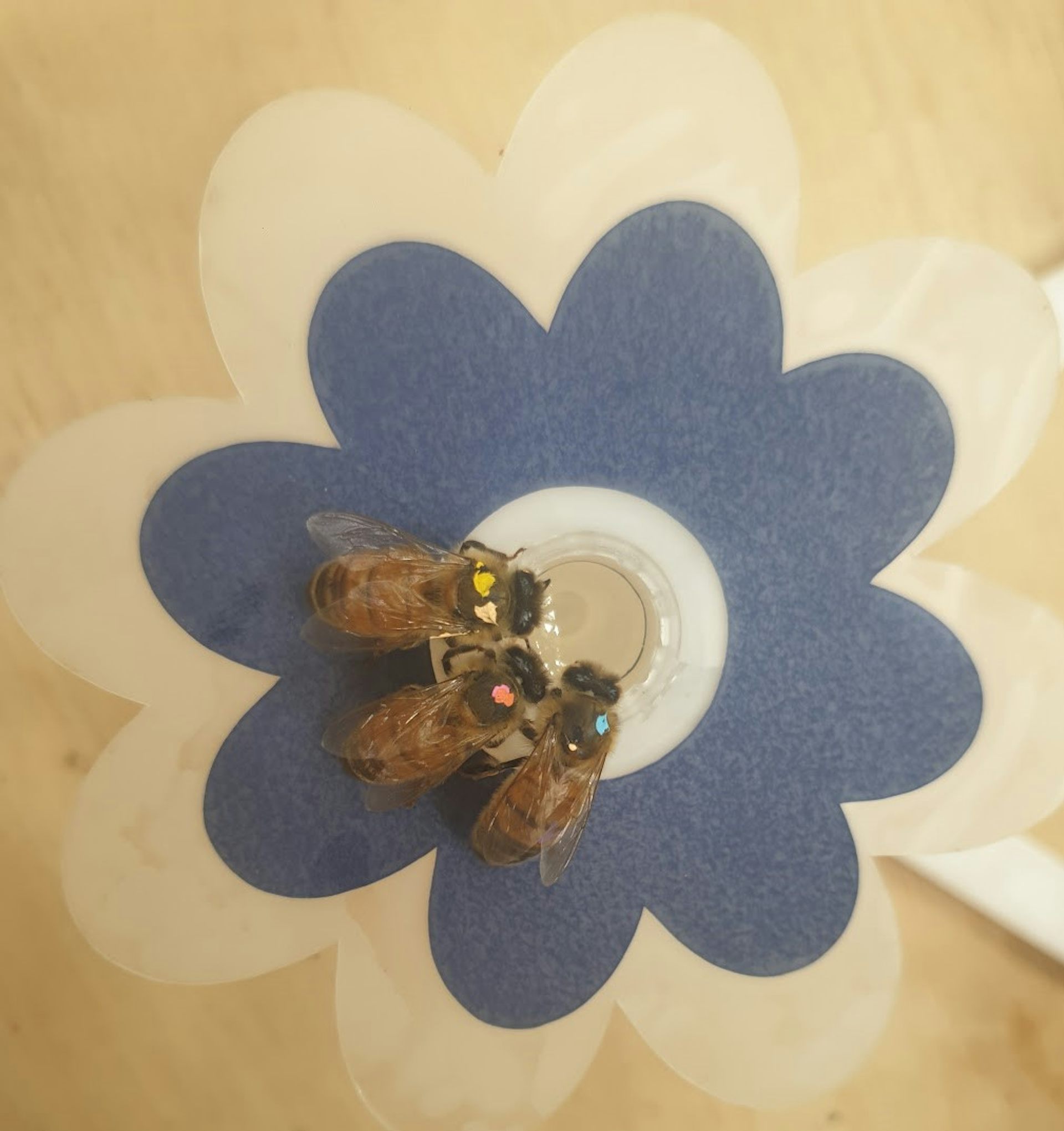 ‘Phantom decoys’ manipulate human shoppers – but bees may be immune to ...