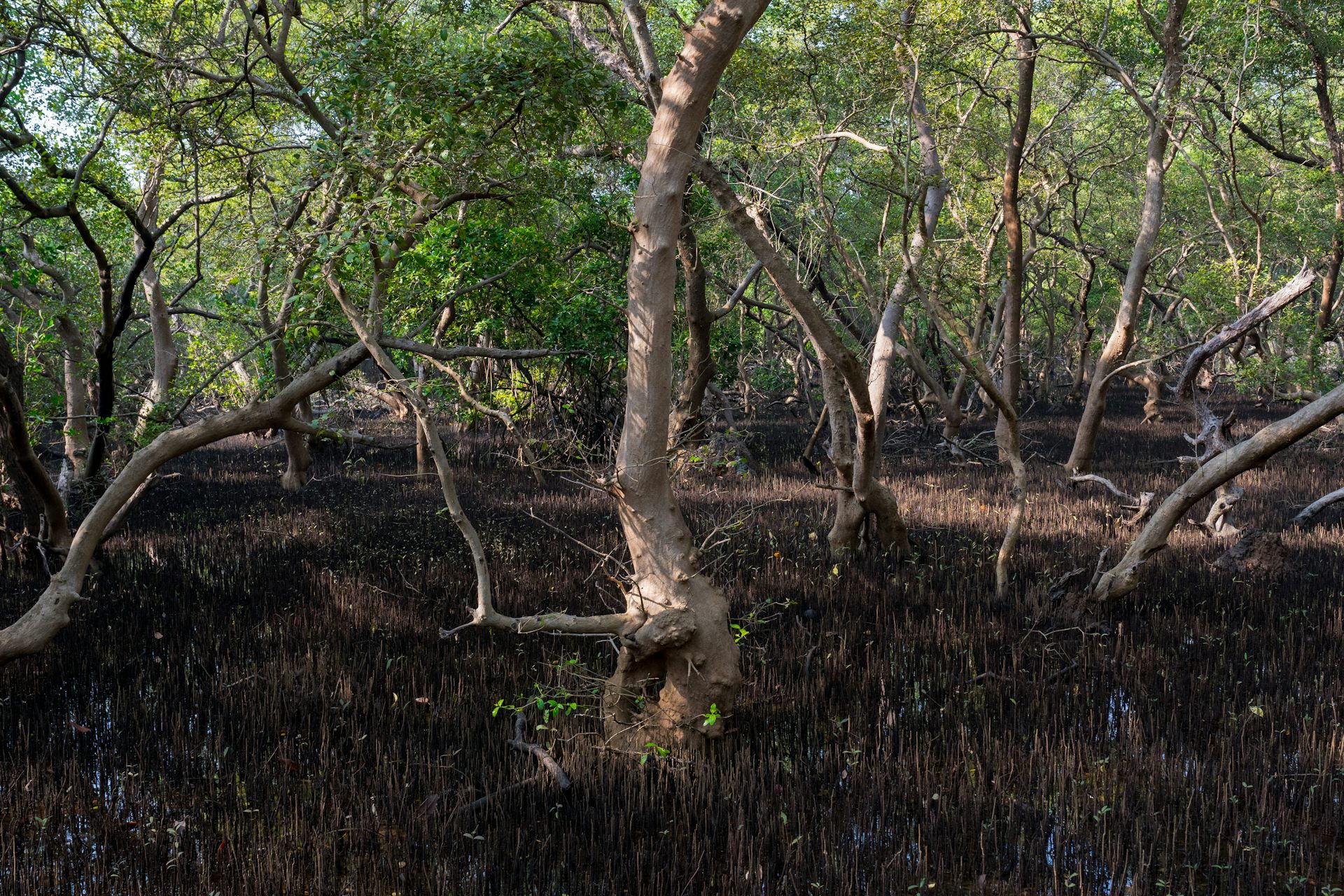 If we protect mangroves, we protect our fisheries, our towns and ourselves