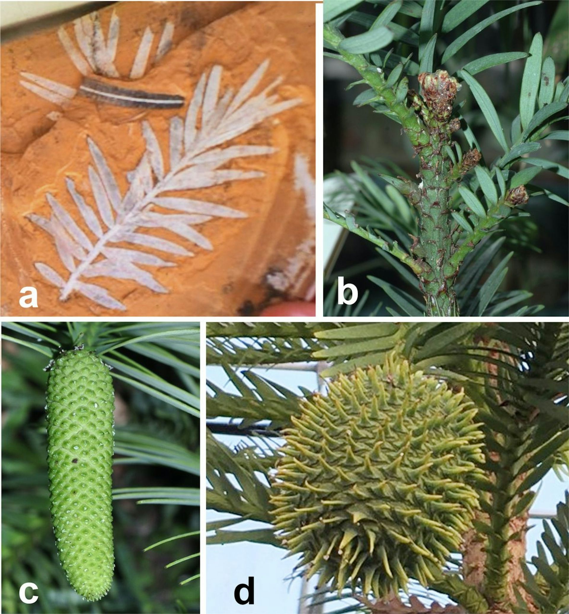 La maravillosa supervivencia de los wollemis australianos