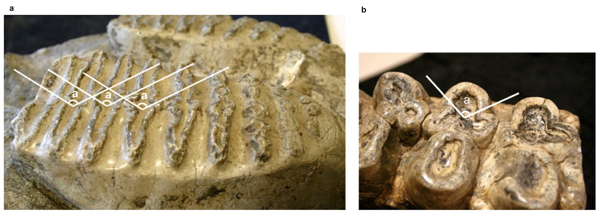 Elephant teeth: how they evolved to cope with climate change-driven ...