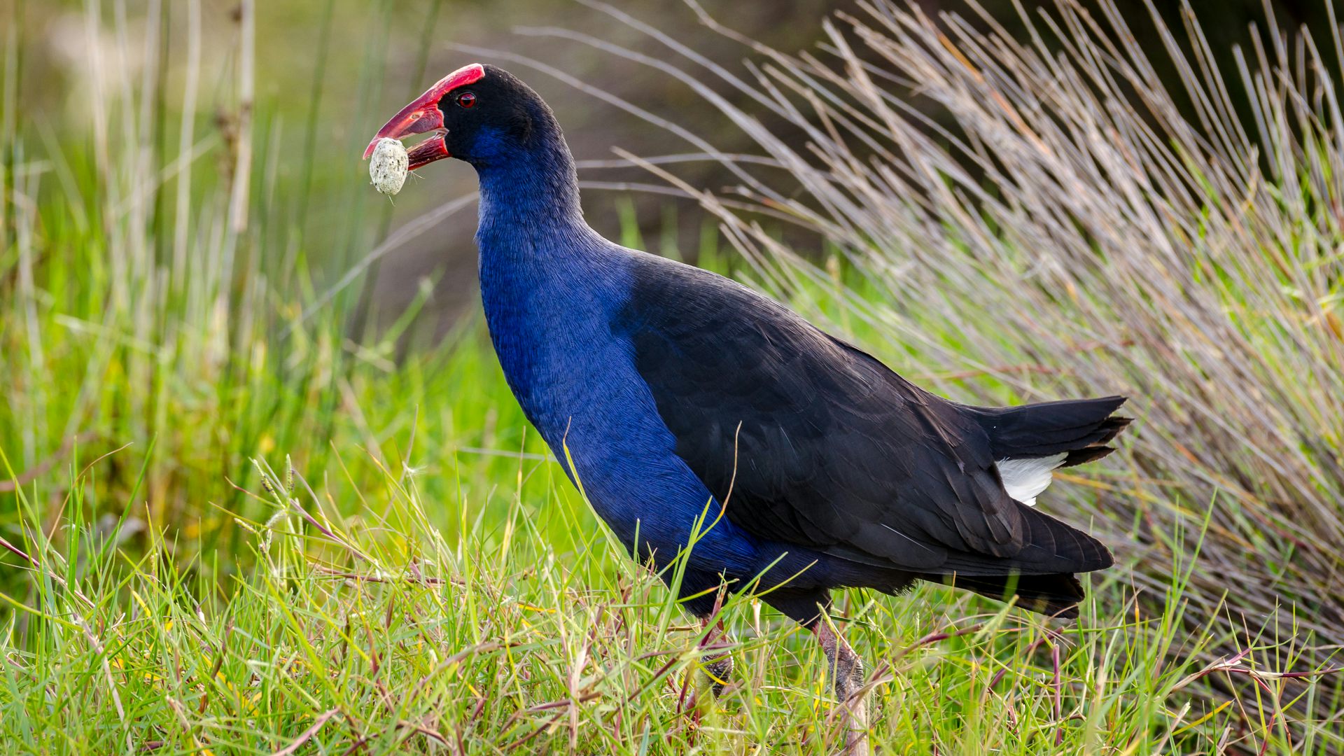 Humans, rats and dogs pushed the takahē into Fiordland – new genetic ...