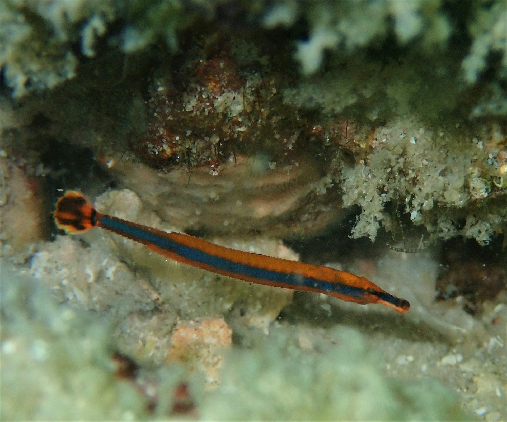 Tiny and mysterious: research sheds light on sub-Saharan Africa’s ...