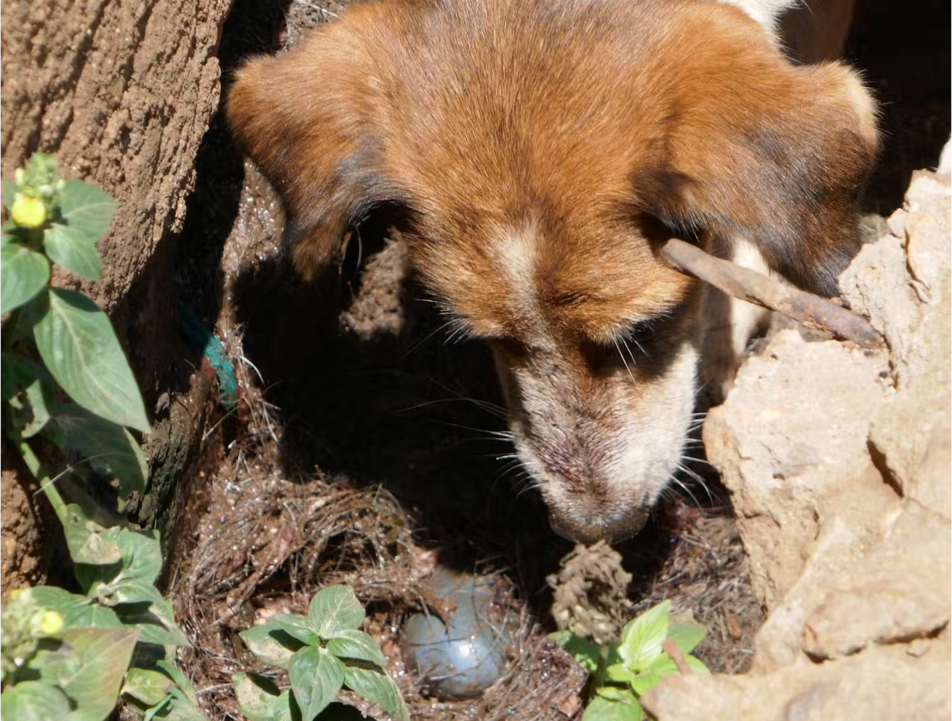 Tapeworm is spreading in Kenya – demand for meat brings parasite to new ...