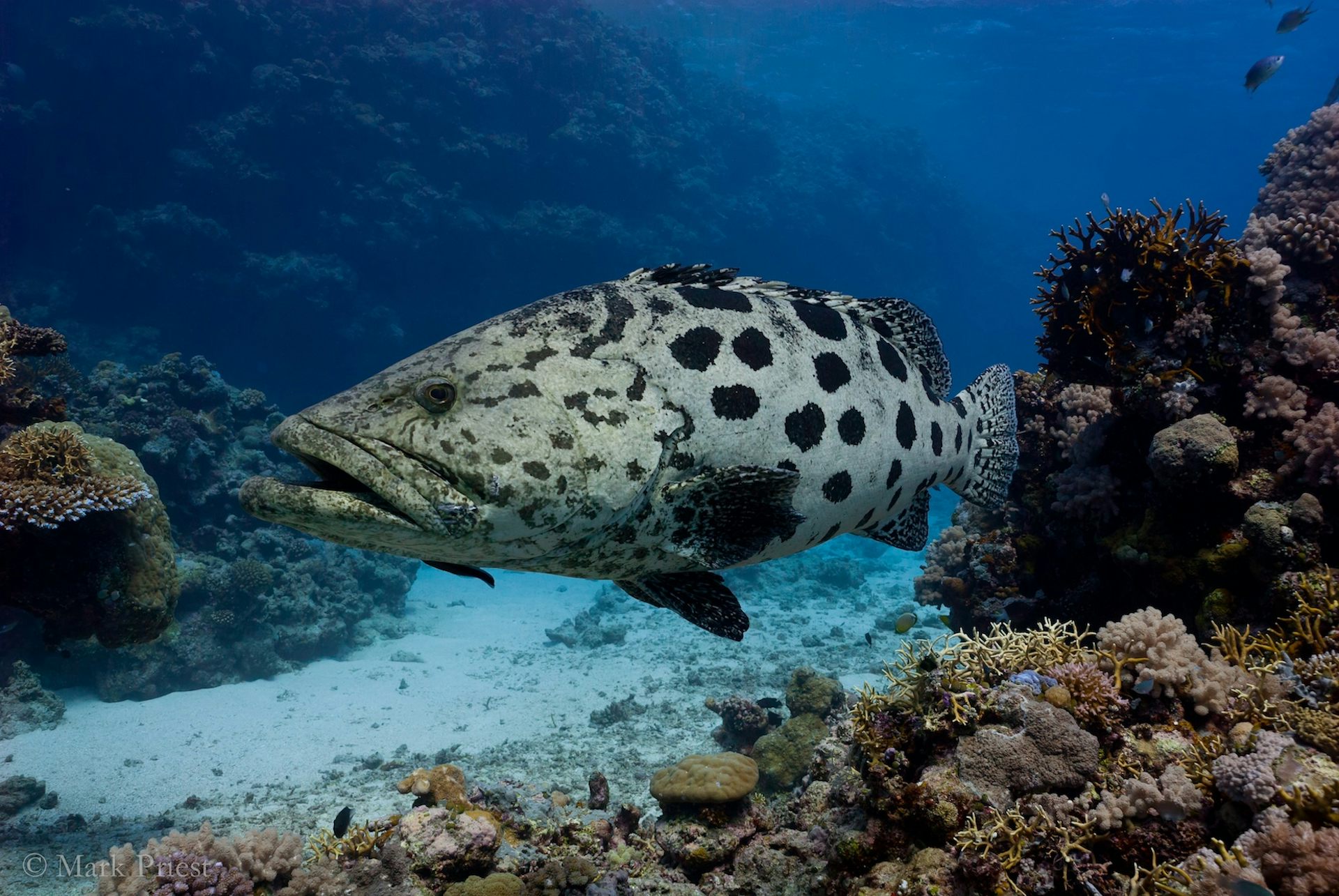 How ecosystems can keep their fish, and we can eat them too